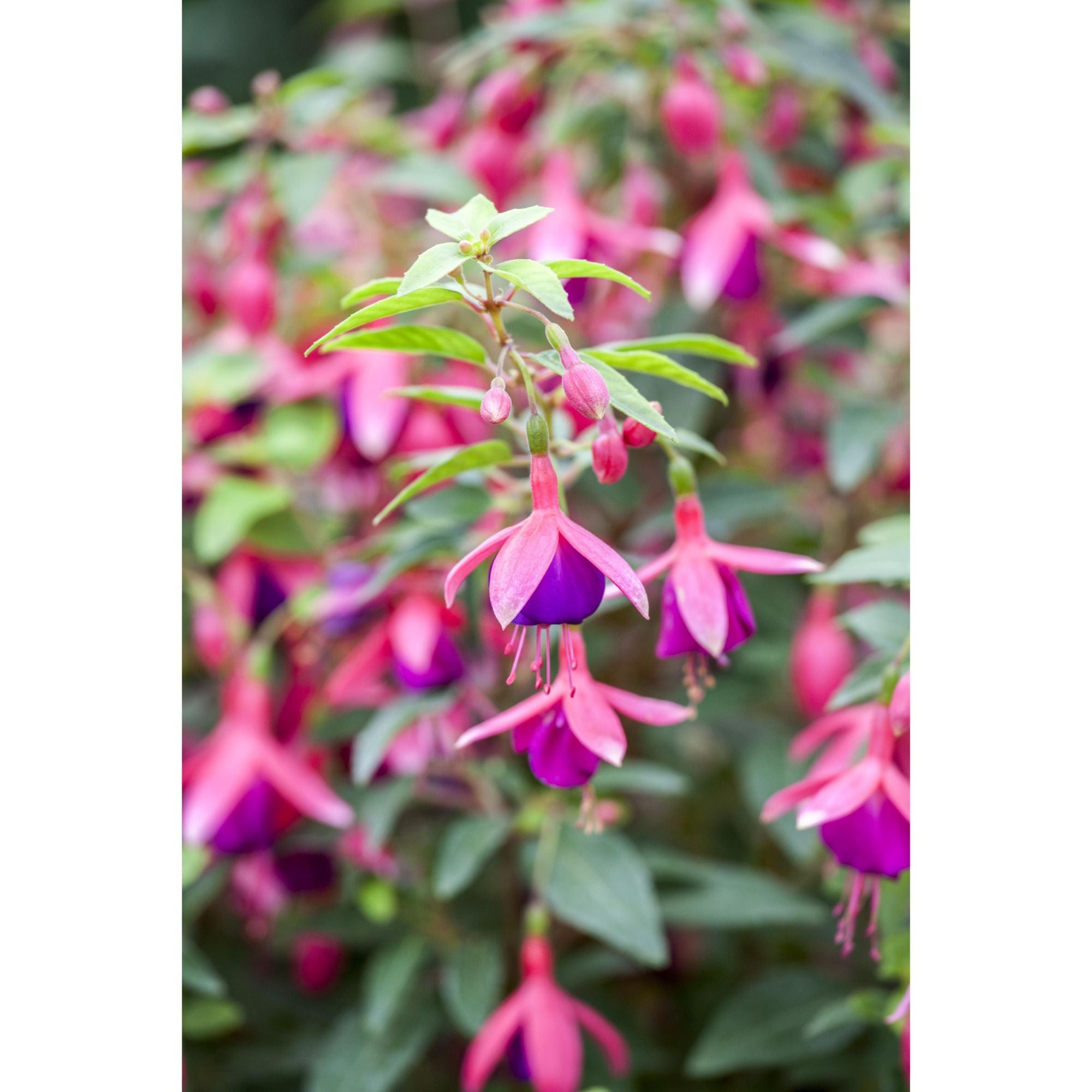 Planta de exterior cu flori, Bella Fuchsia, H