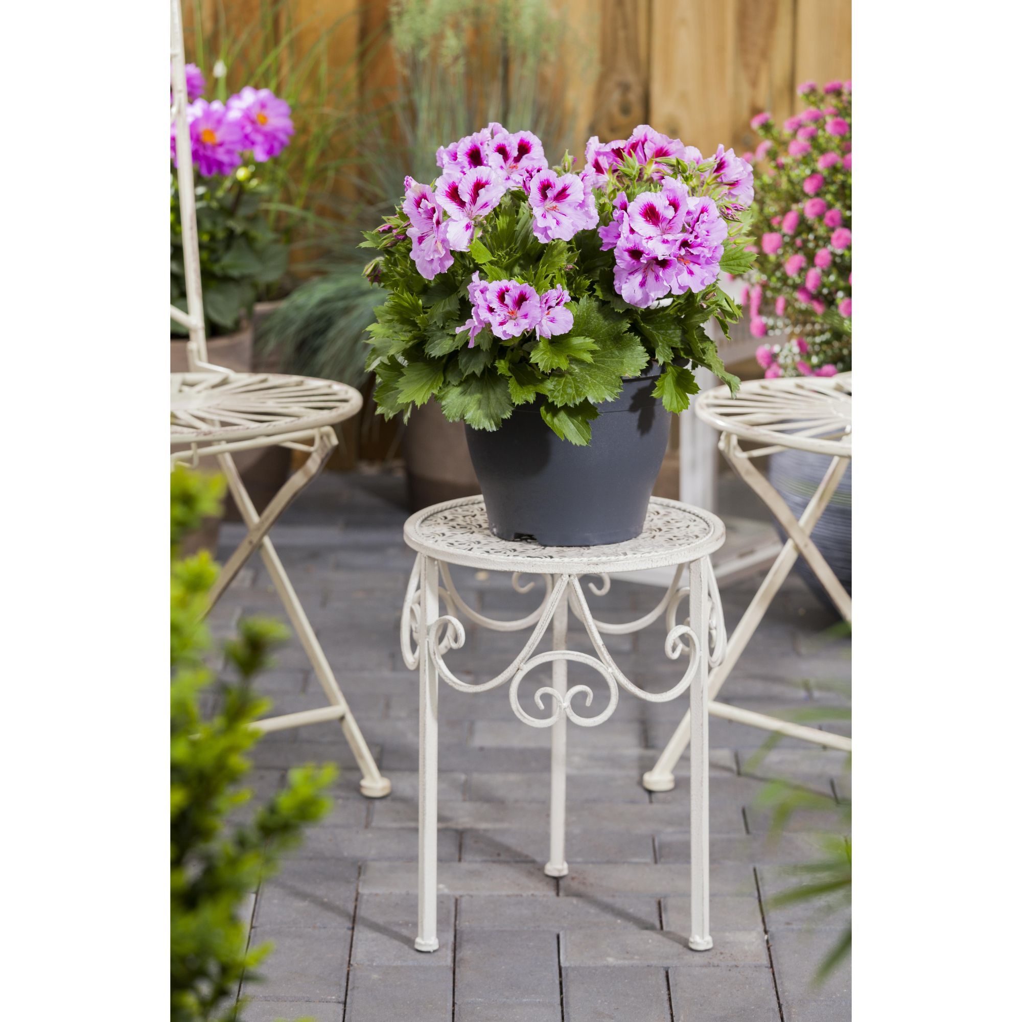 Planta de exterior cu flori, Muscata Bella Donna Angel, H