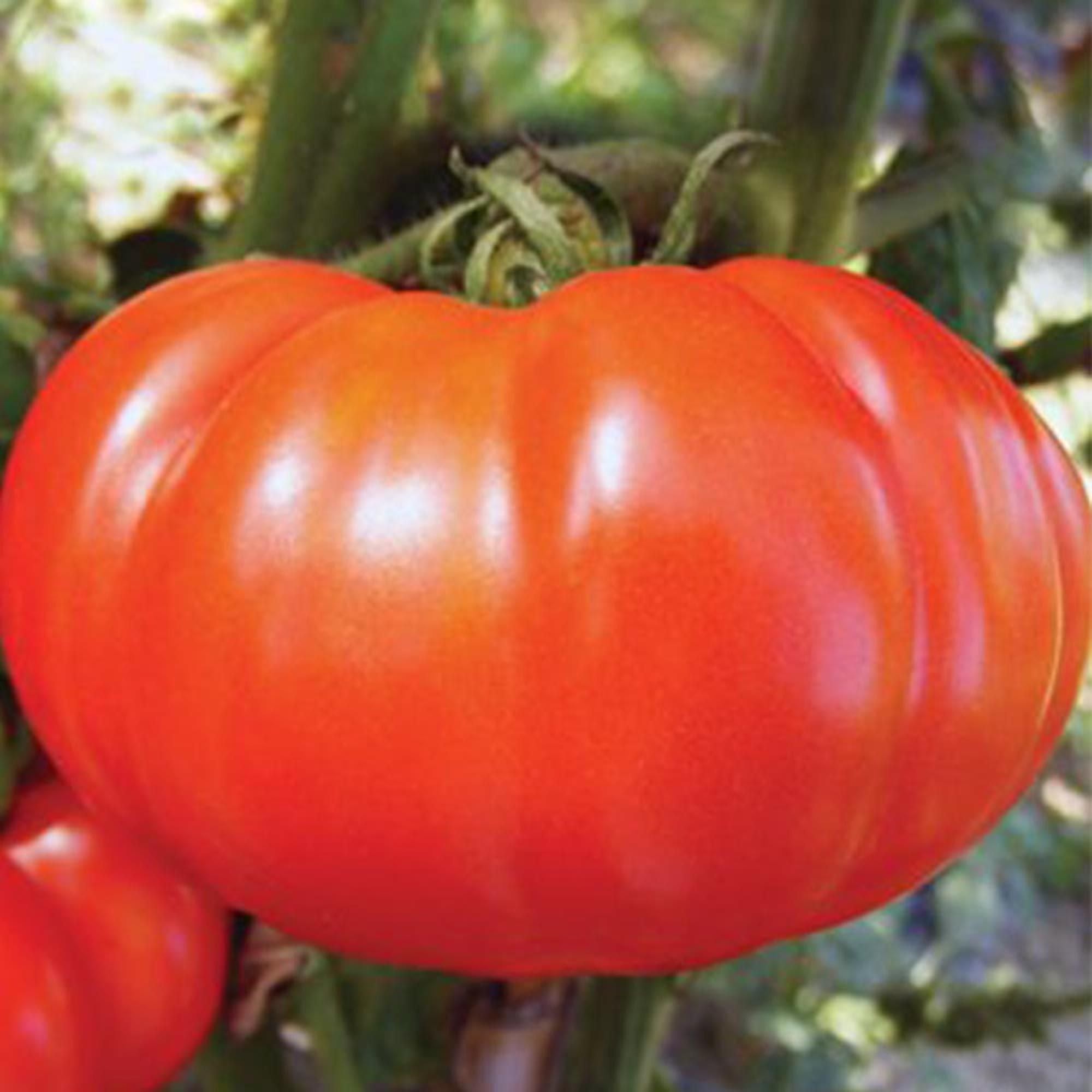 Seminte legume, rosii Bistecca F1, Blumen