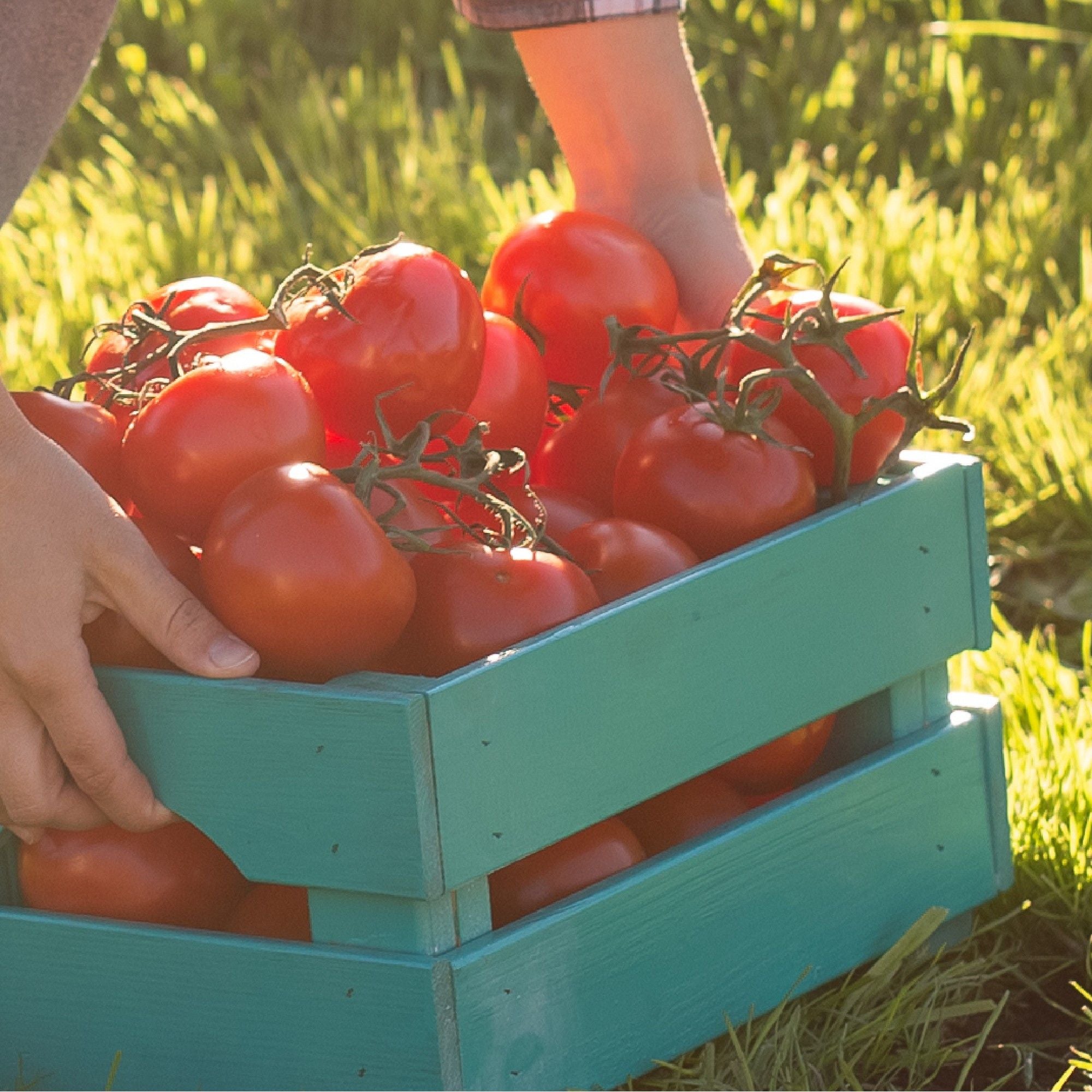 Seminte legume, rosii Hobby F1, Blumen