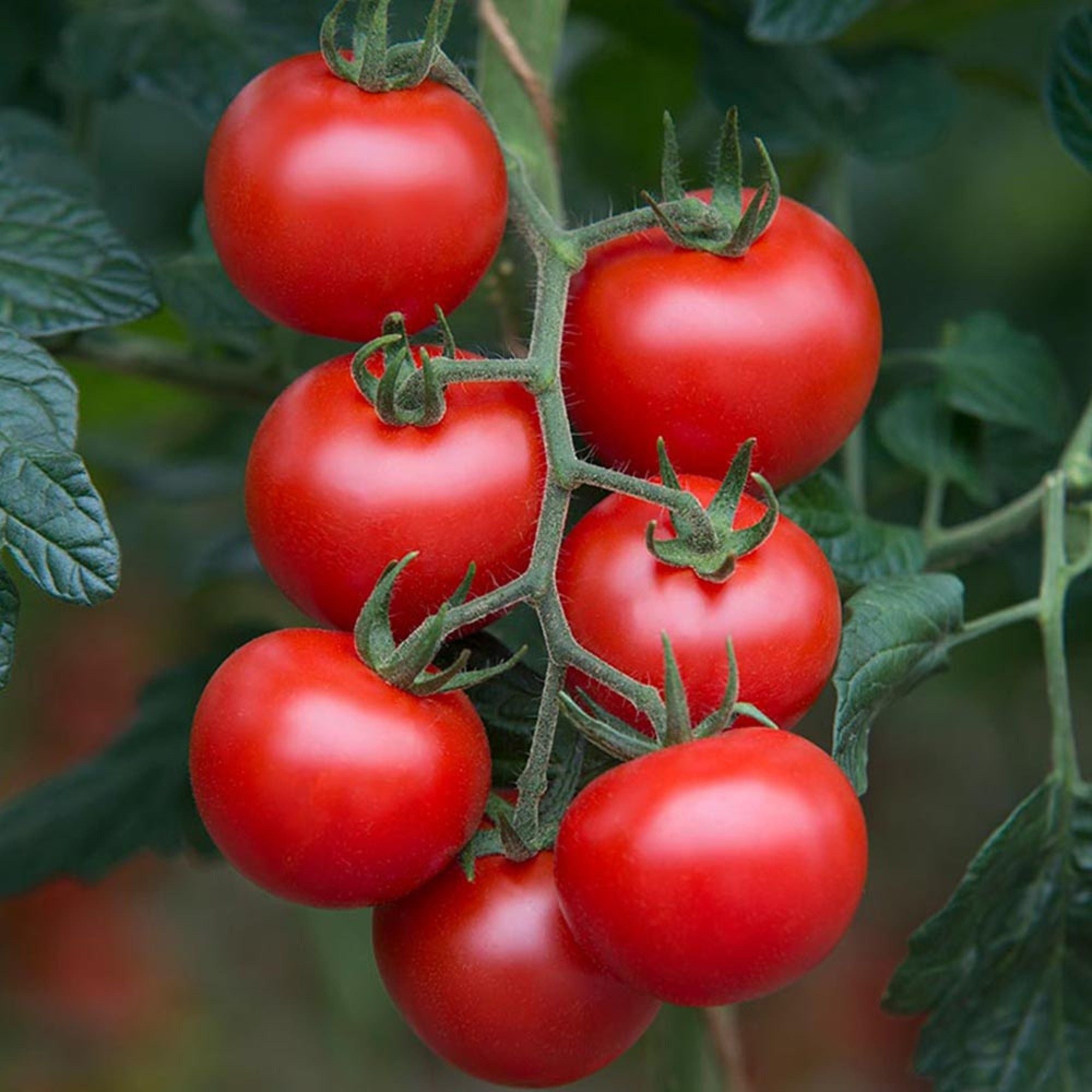 Seminte legume, rosii Hobby F1, Blumen