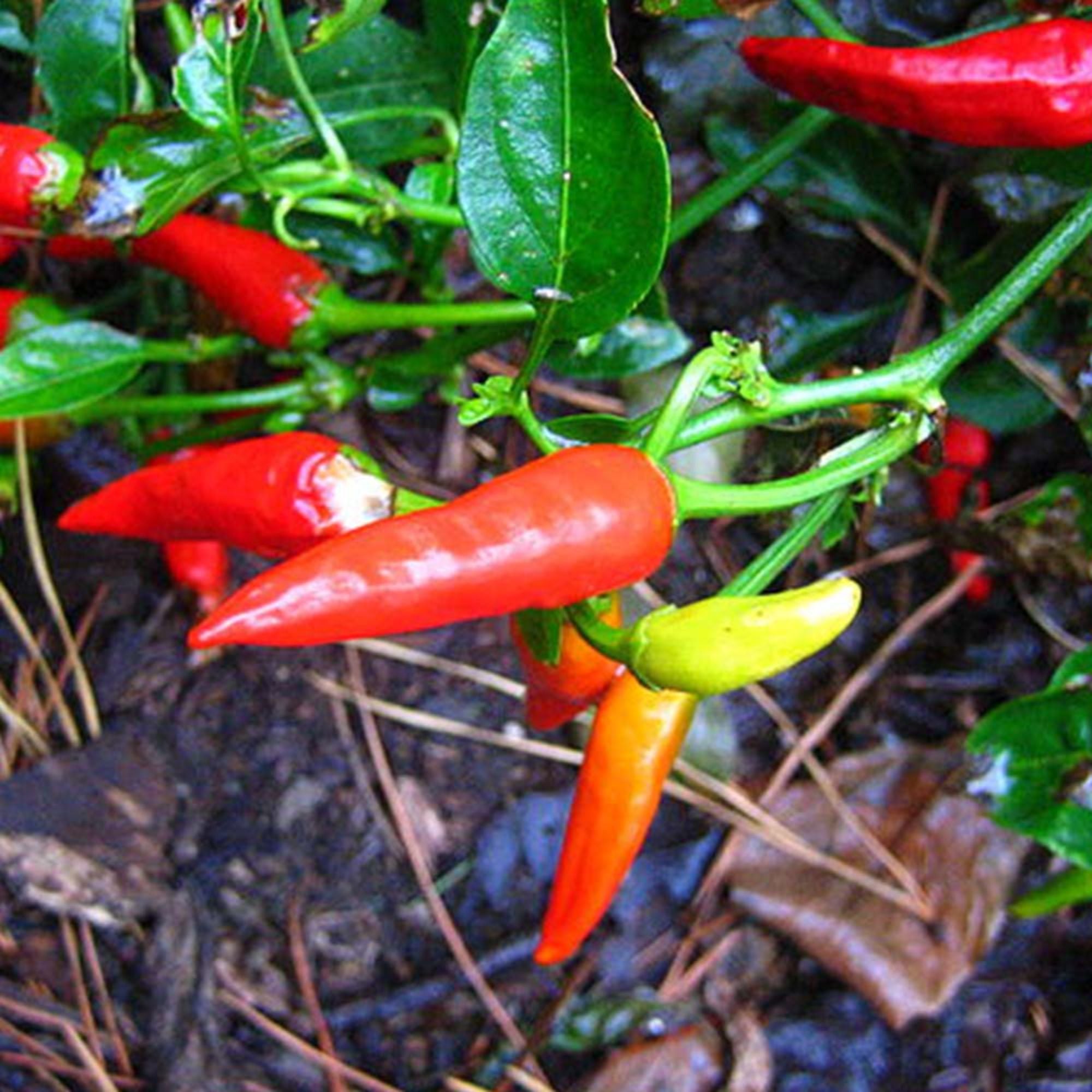 Seminte legume, ardei iute Azteco, Blumen