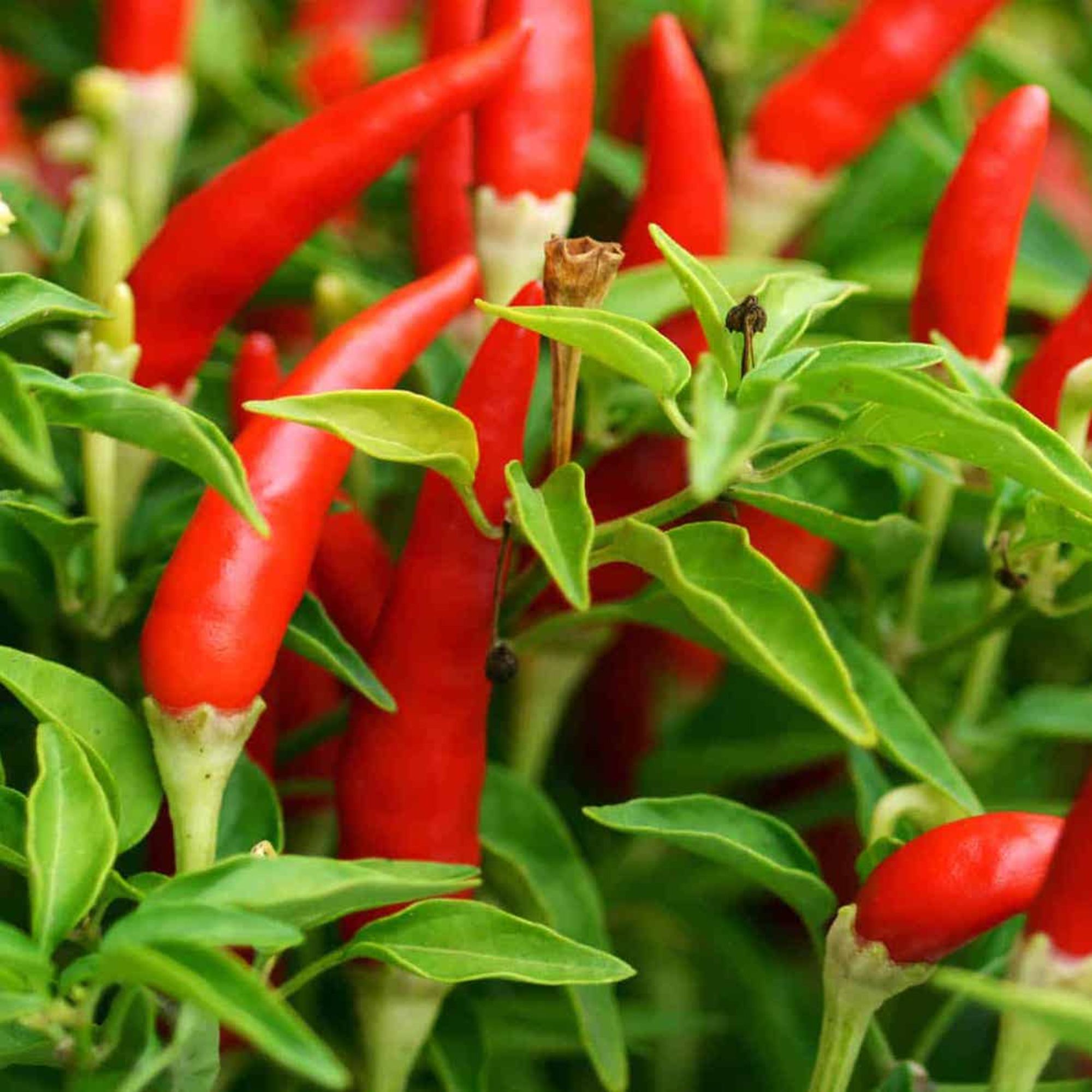 Seminte legume, ardei iute Azteco, Blumen
