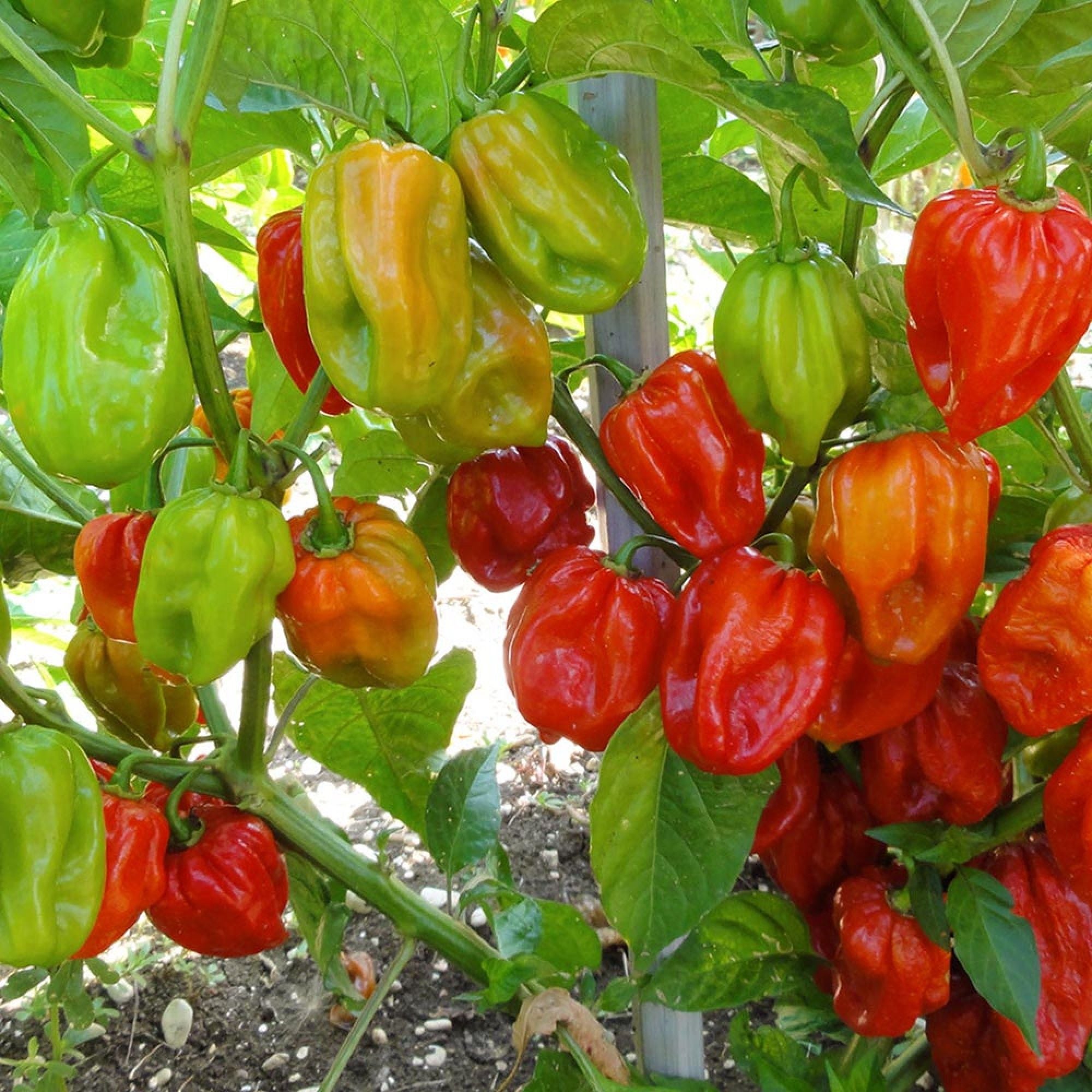 Seminte legume, ardei iute Habanero Rosso, Blumen