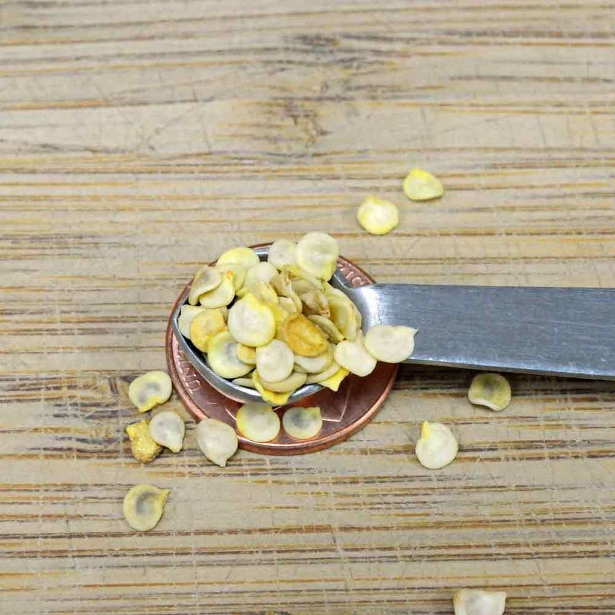 Seminte legume, ardei iute Saltillo, Blumen