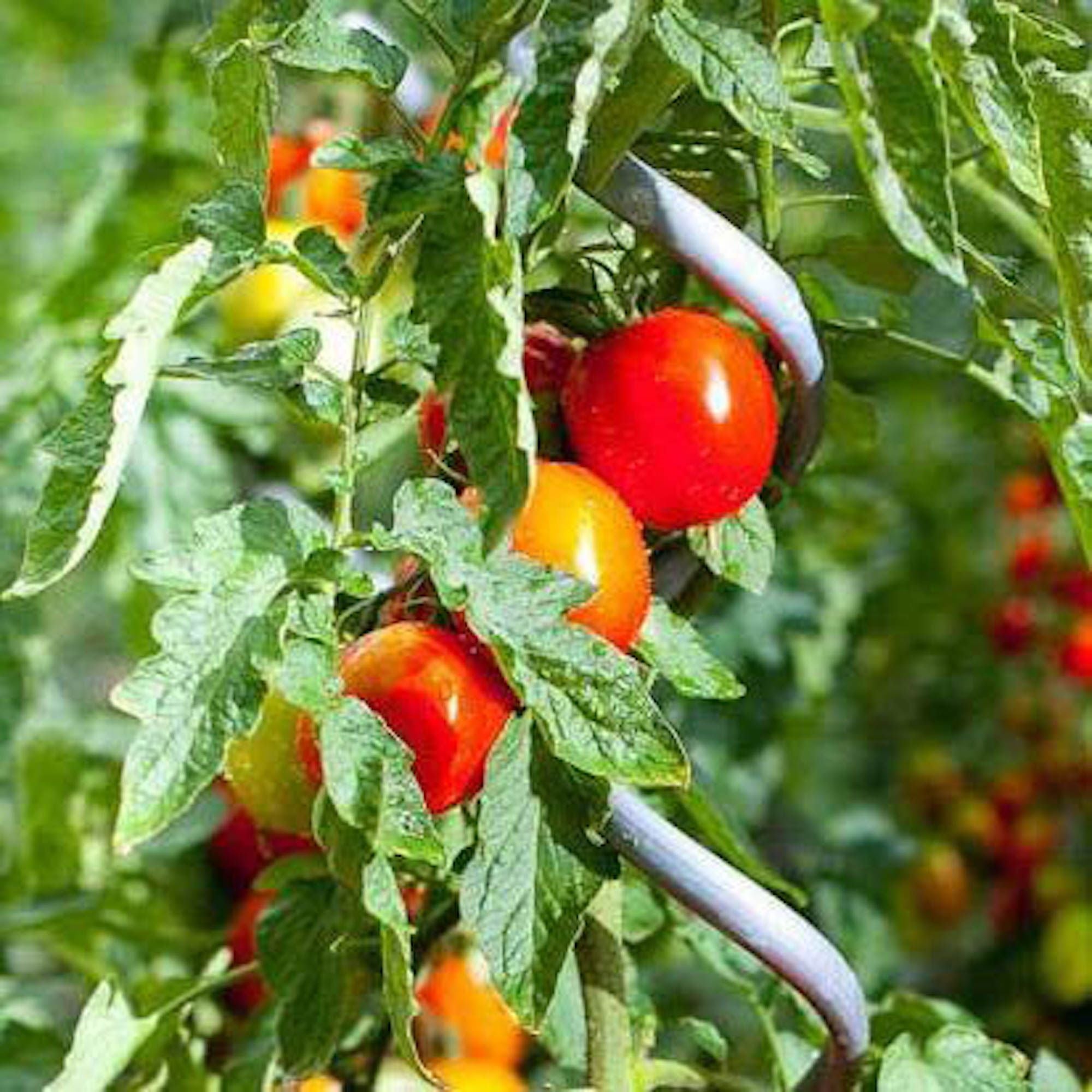 Seminte legume, rosii Folletto F1, Blumen