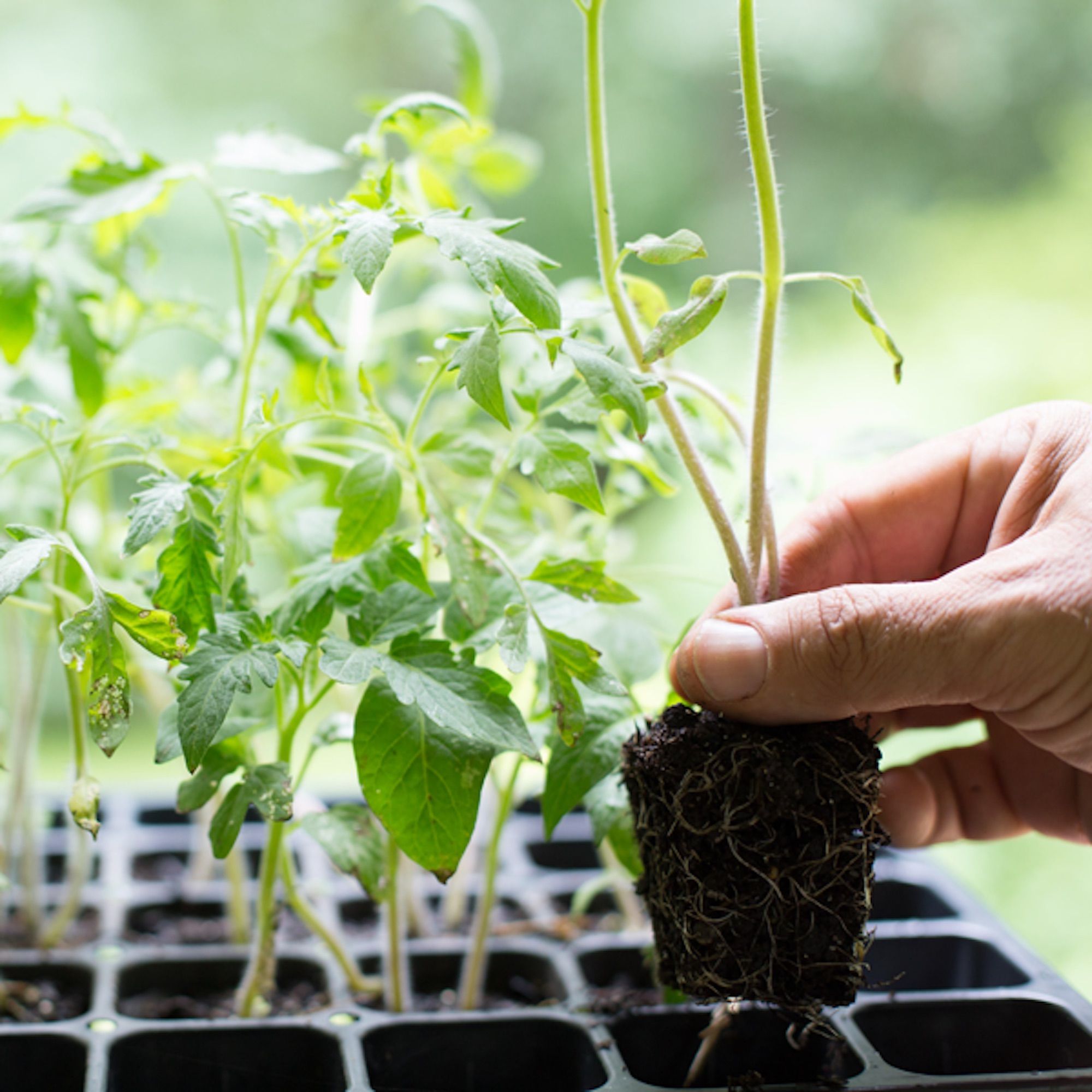 Seminte legume, rosii Grinta F1, Blumen
