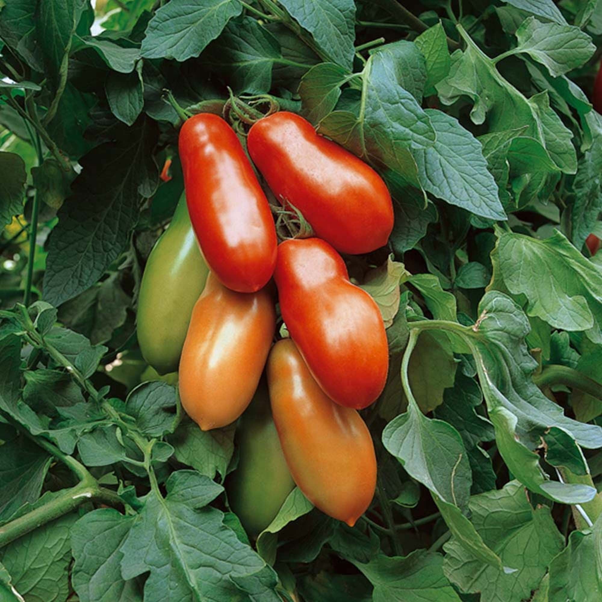 Seminte legume, rosii Grinta F1, Blumen