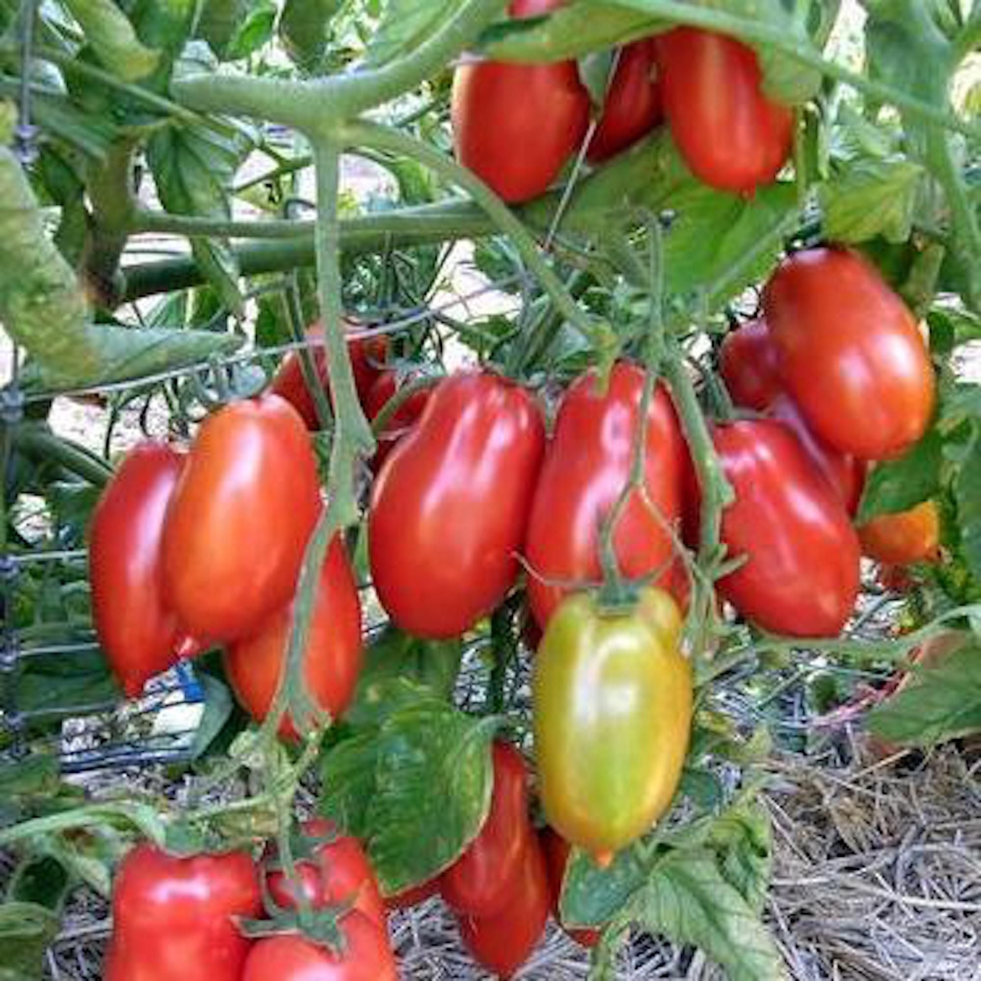 Seminte legume, rosii Grinta F1, Blumen