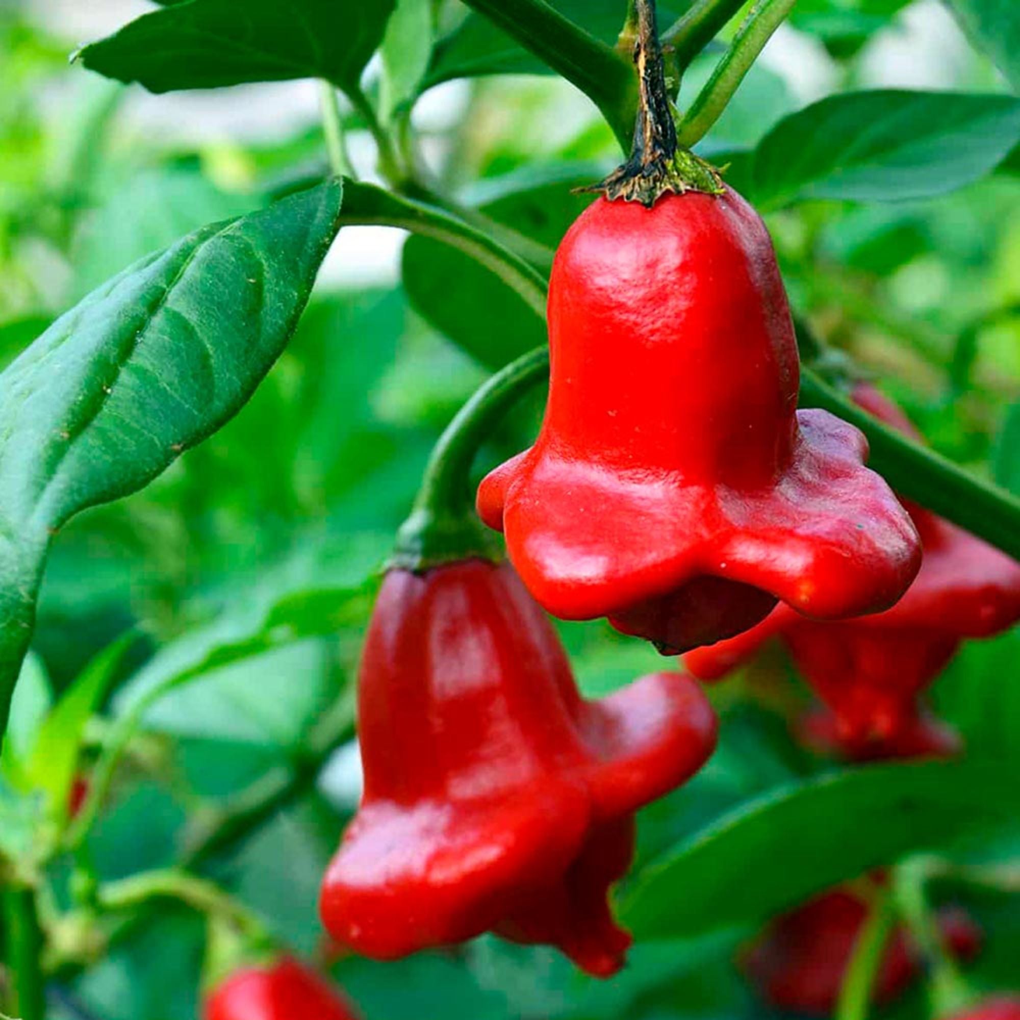 Seminte legume, ardei iute Bishop Crown, Blumen