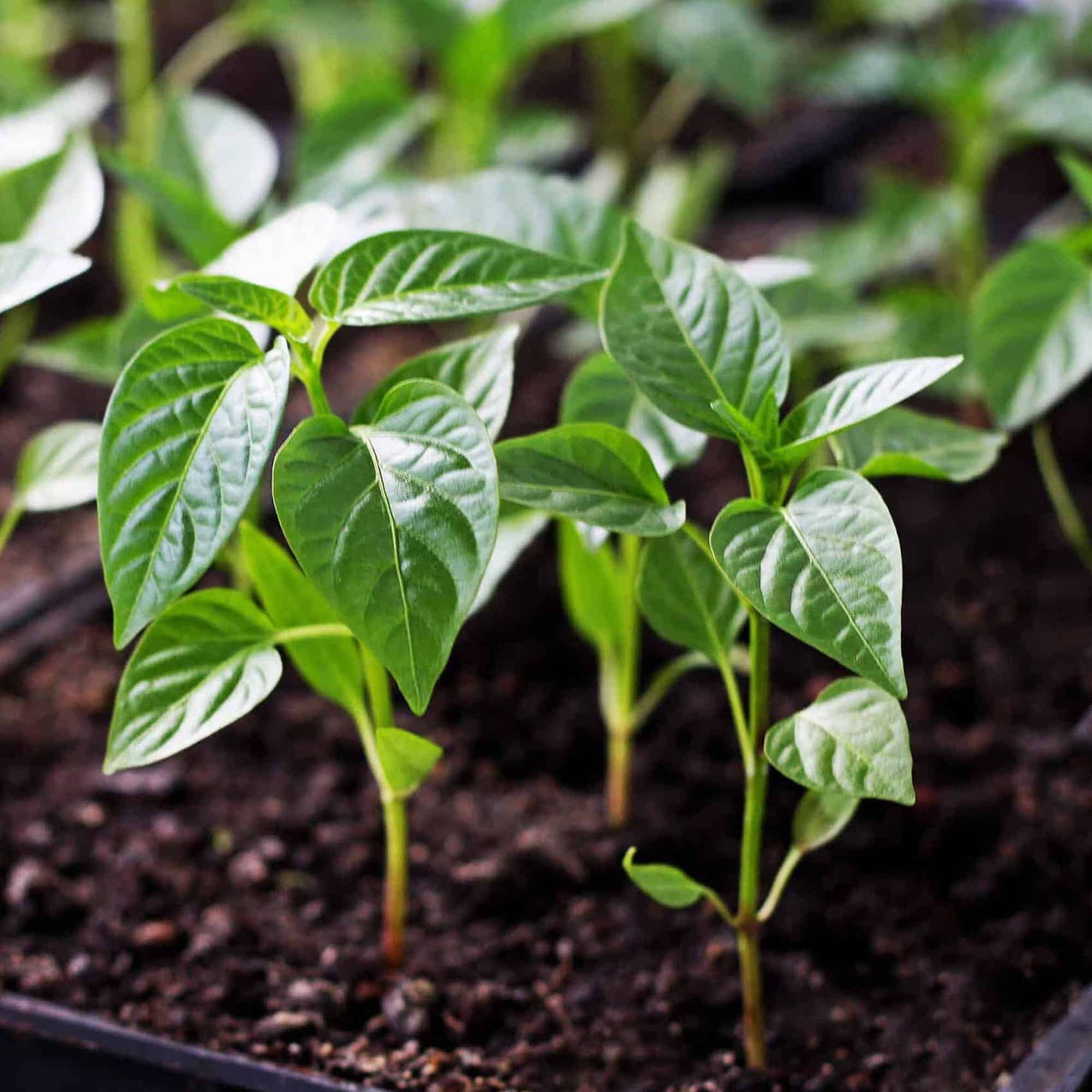 Seminte legume, ardei iute Jalapeno, Blumen