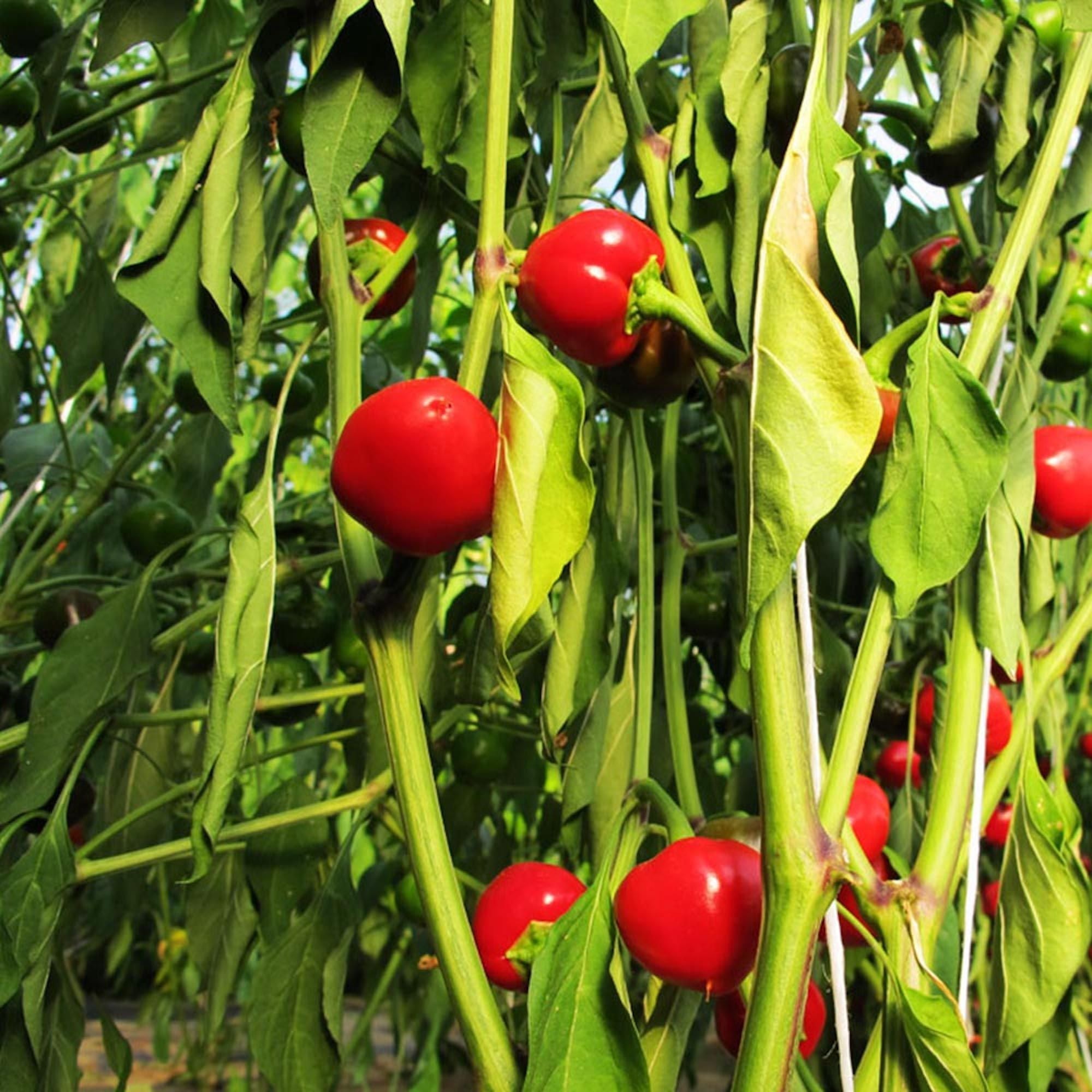 Seminte legume, ardei iute piccante Calabrese, Blumen