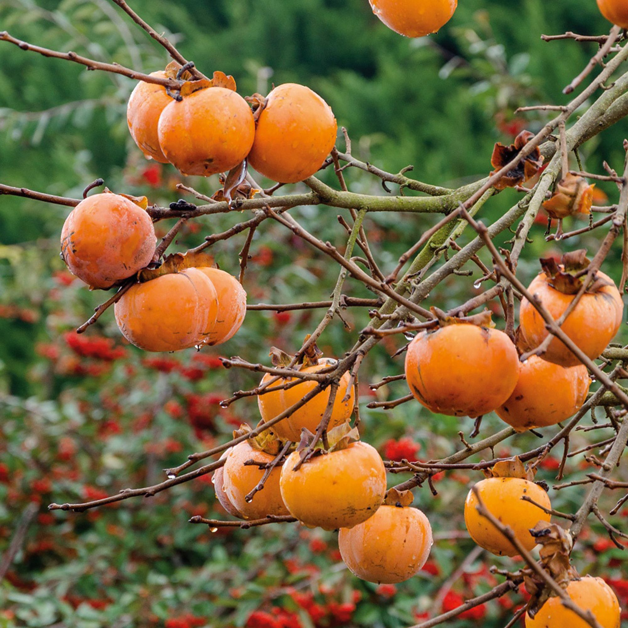 Pom fructifer curmal japonez, H 121-150 cm, portocaliu