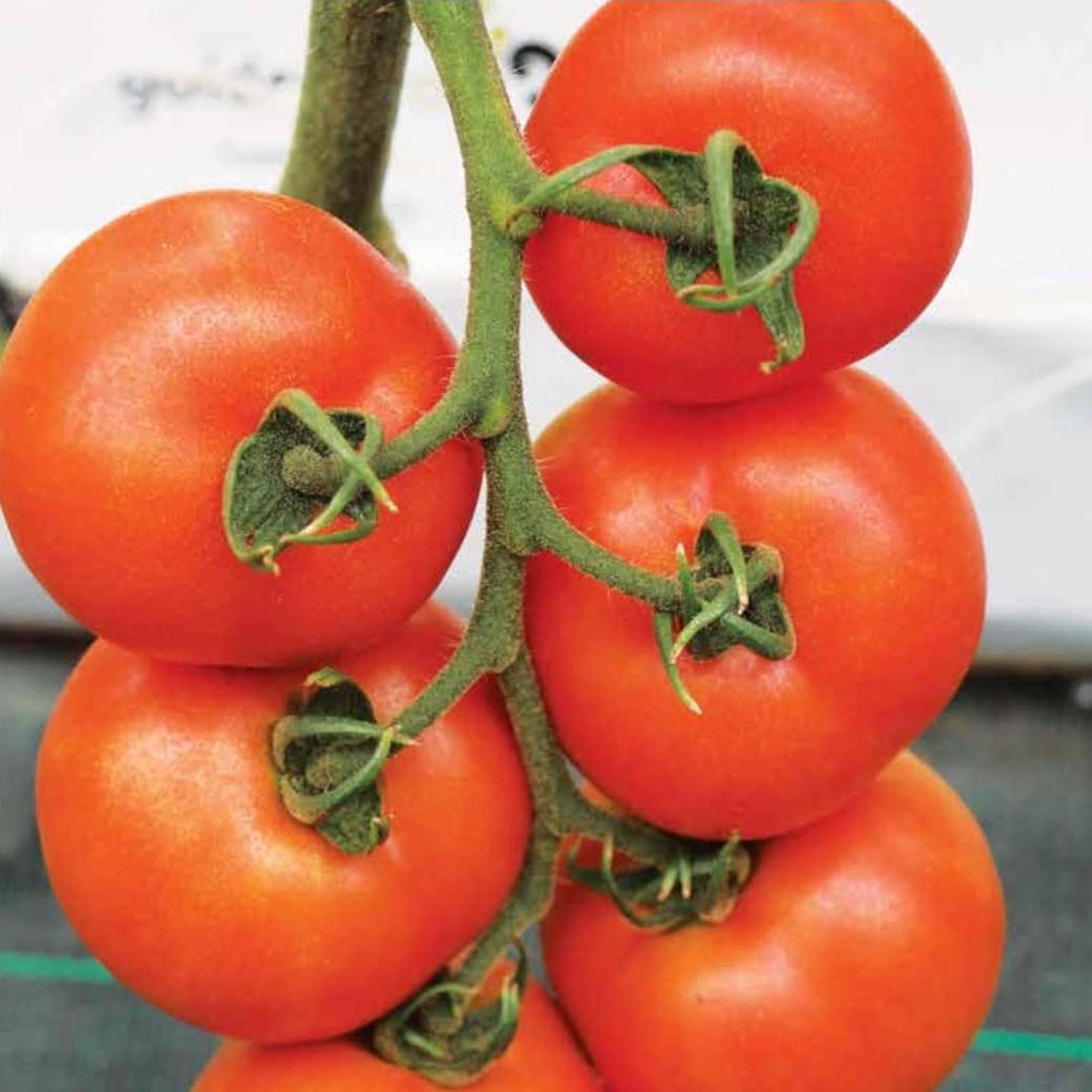 Seminte legume, rosii Corrida F1, Blumen