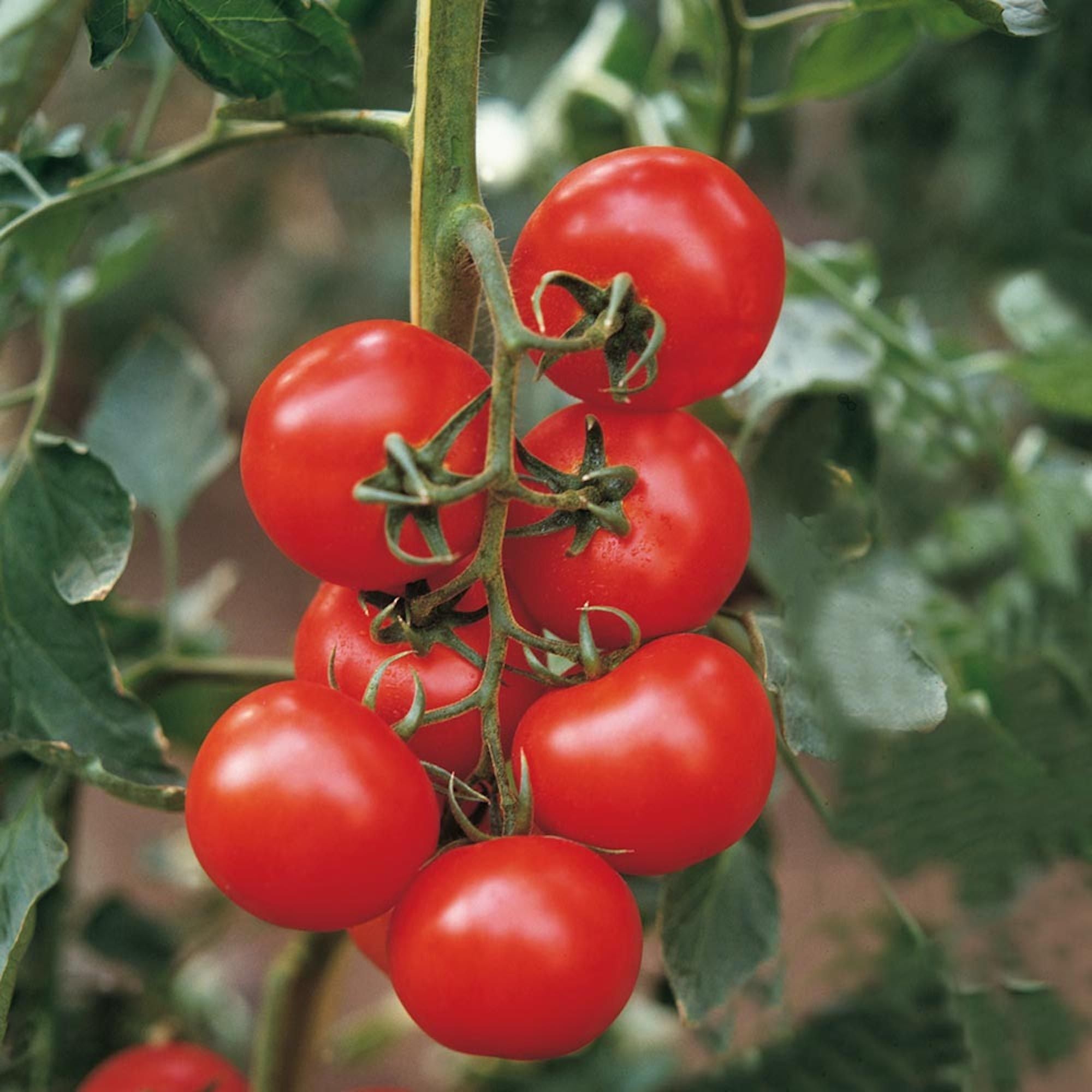 Seminte legume, rosii Elisir F1, Blumen