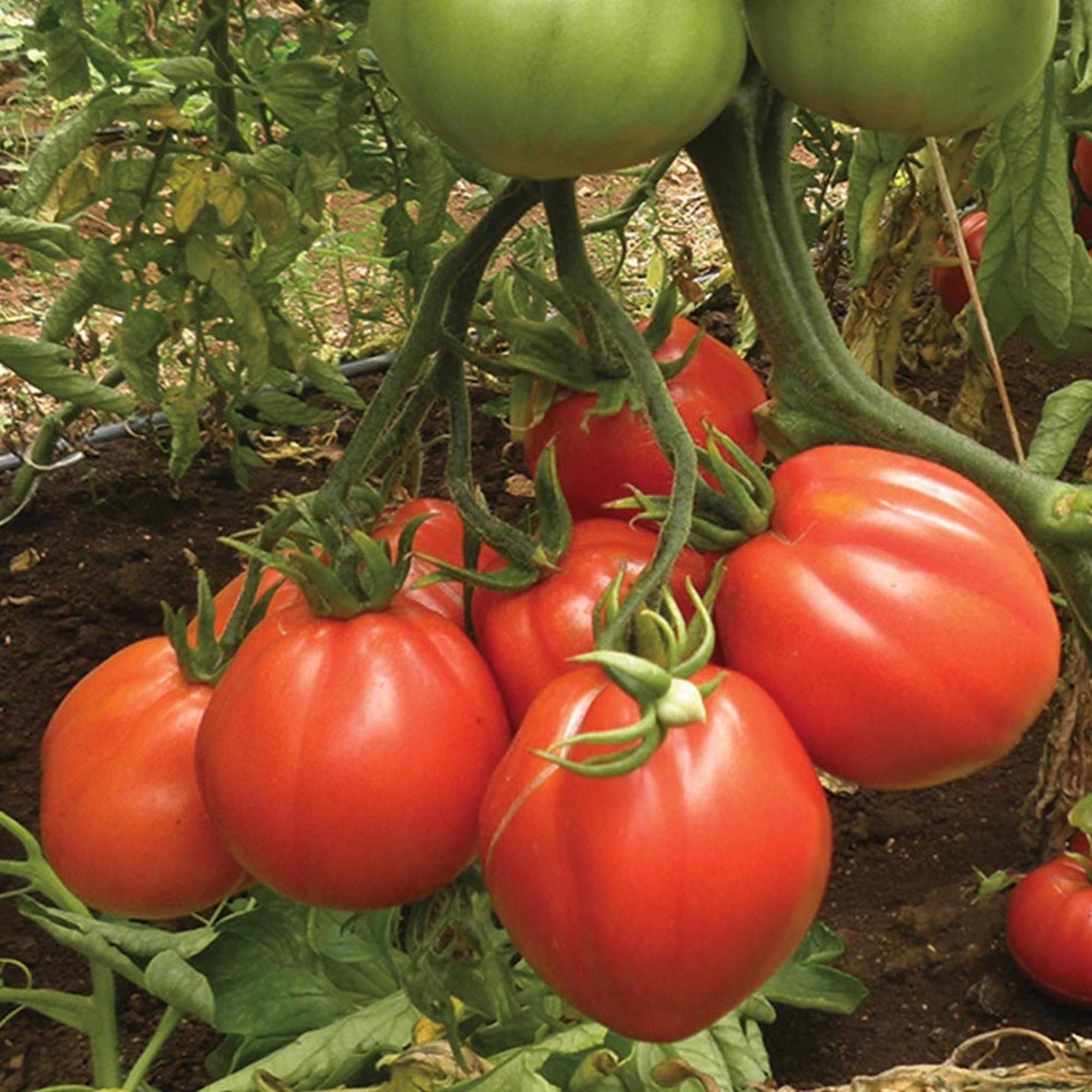 Seminte legume, rosii Battito F1, Blumen