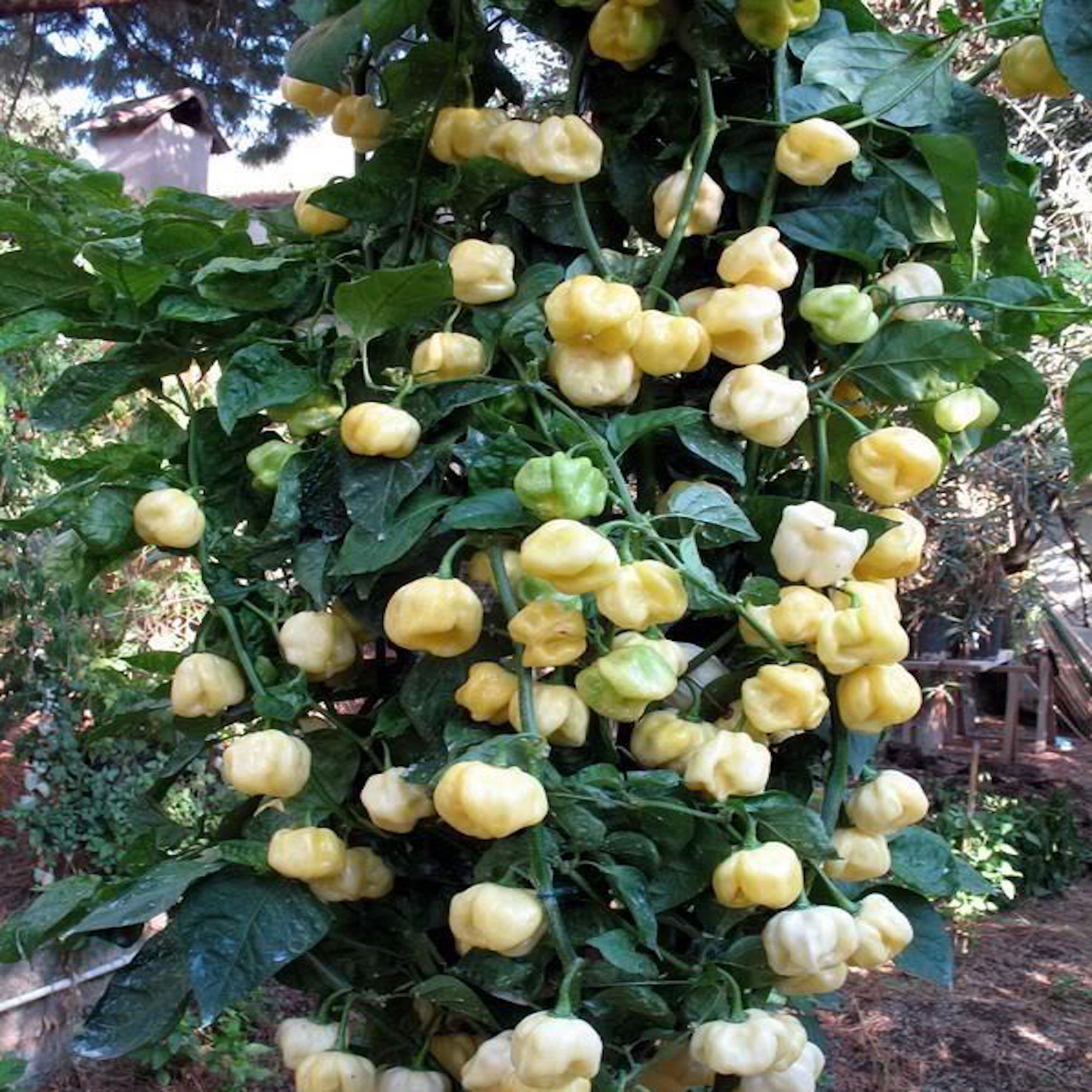 Seminte legume, ardei iute Habanero Bianco, Blumen