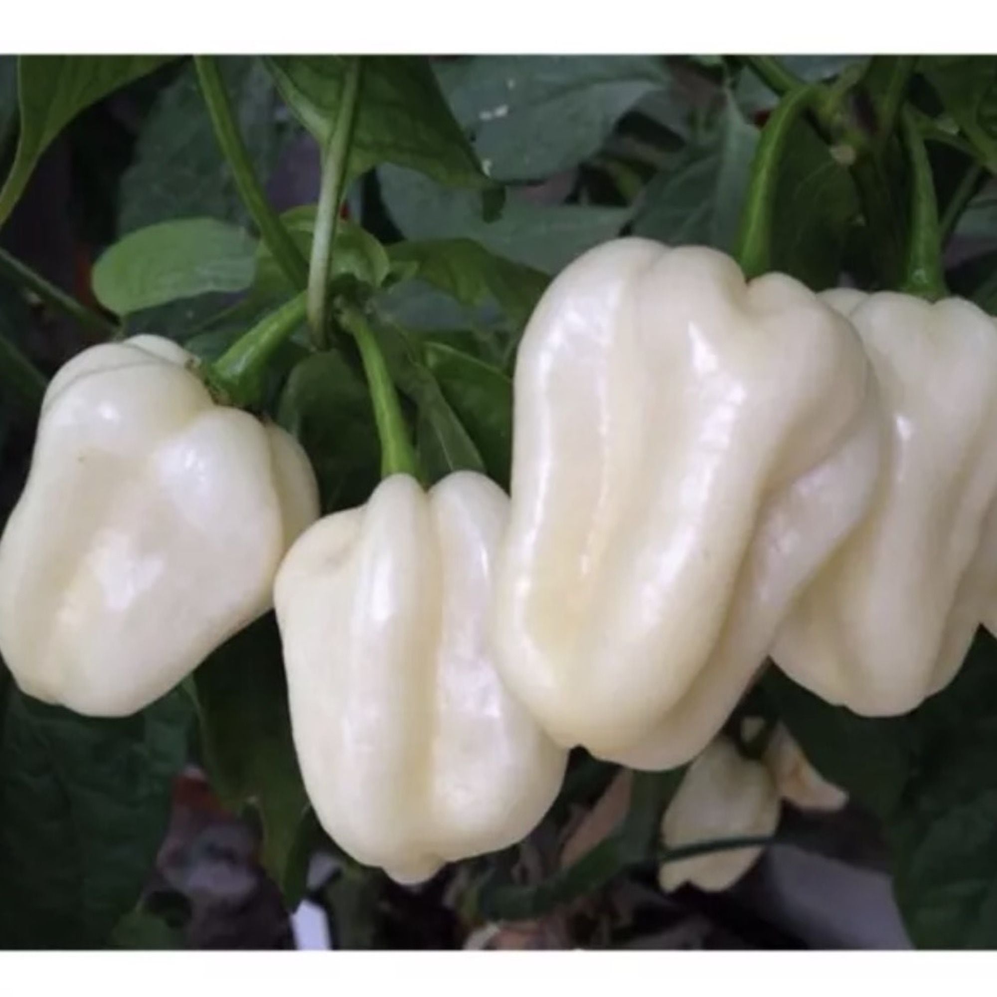 Seminte legume, ardei iute Habanero Bianco, Blumen