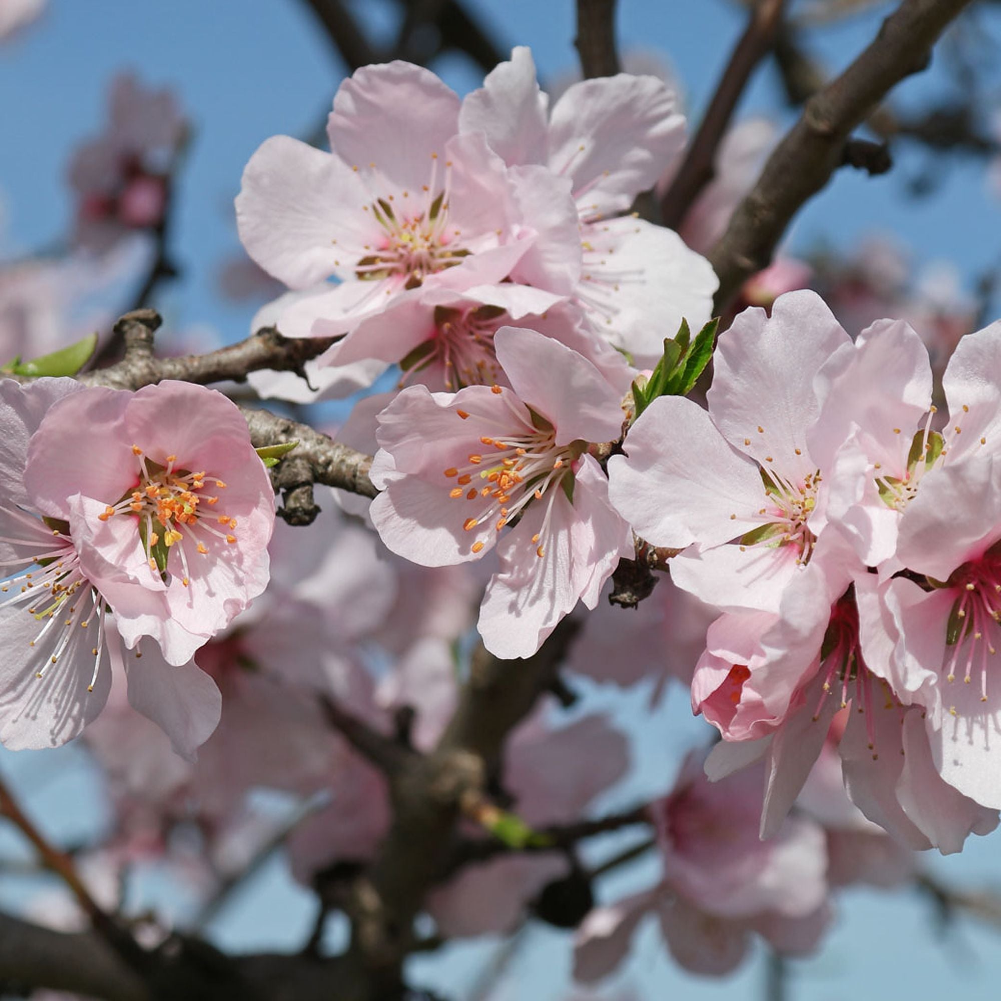 Pom fructifer migdal Redjo, H 121-150 cm, maro