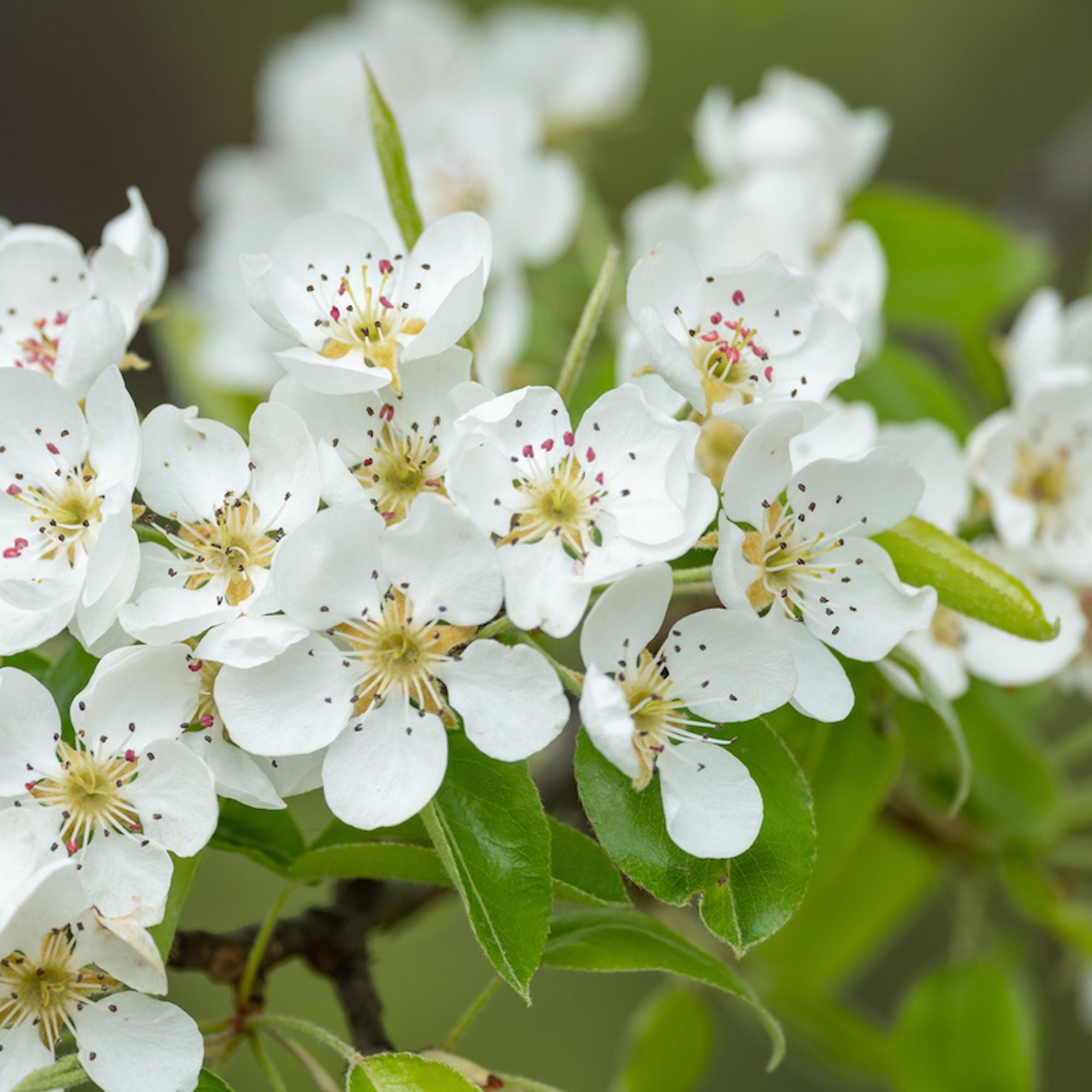 Pom fructifer par Crystals, H 121-150 cm, galben