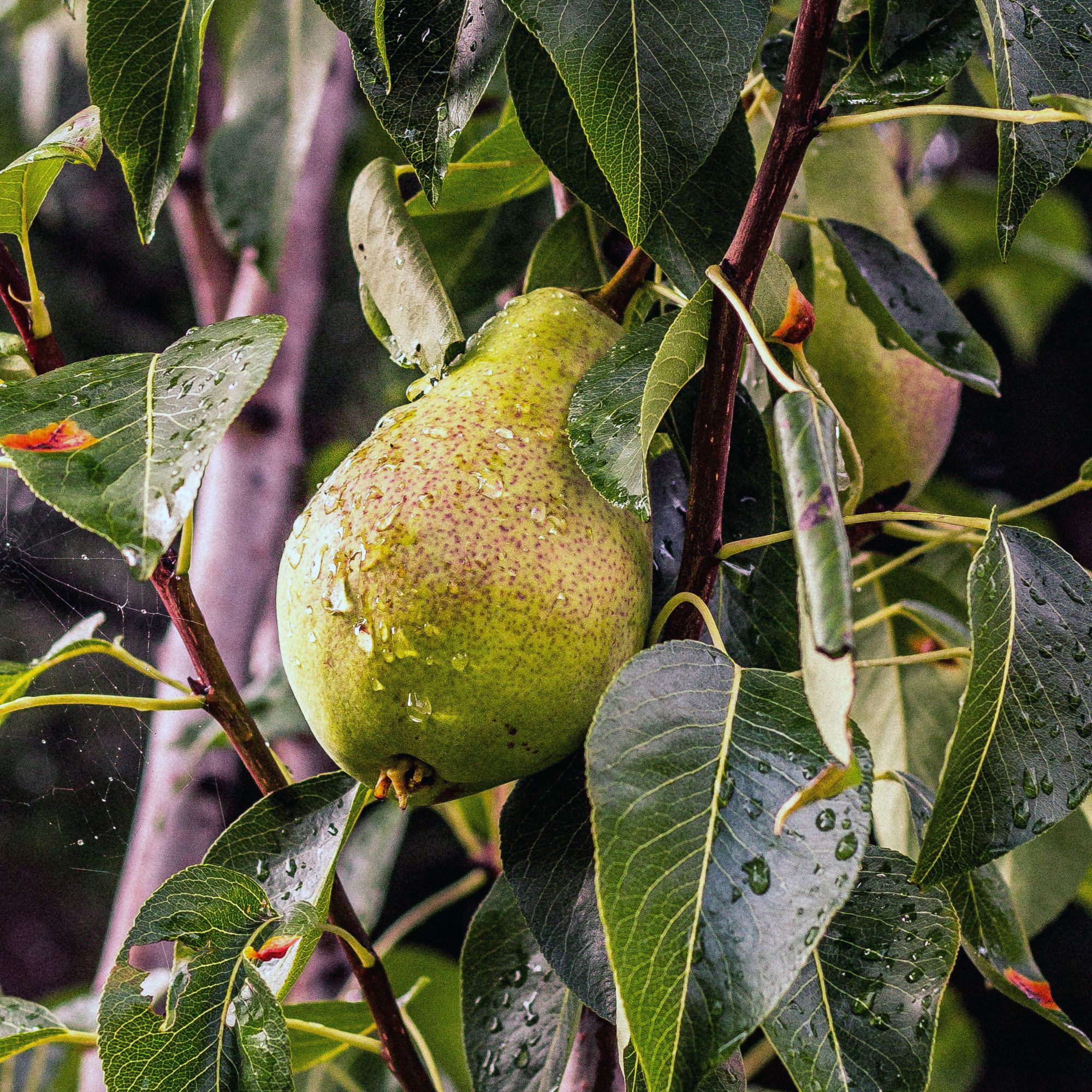 Pom fructifer par Santa Vetel, H 121-150 cm, galben/rosu