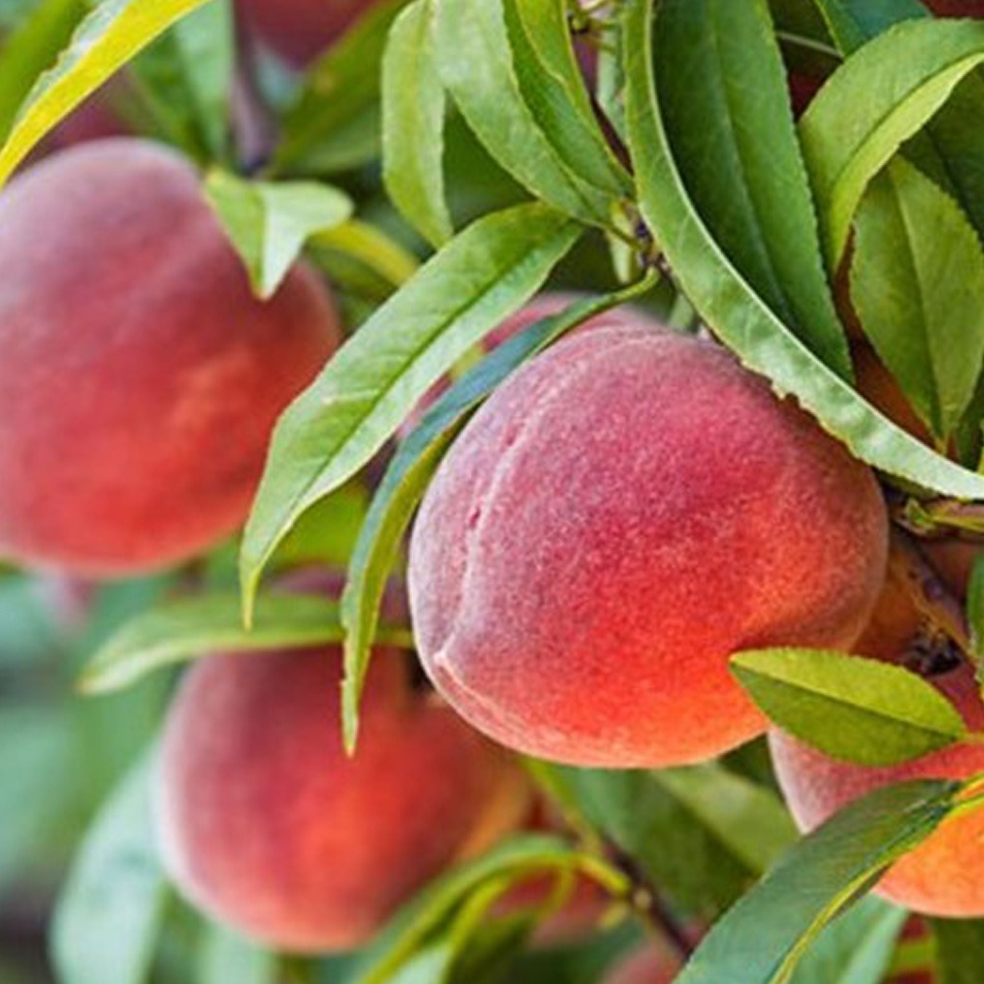 Pom fructifer piersic Red Heaven, H >151 cm, rosu