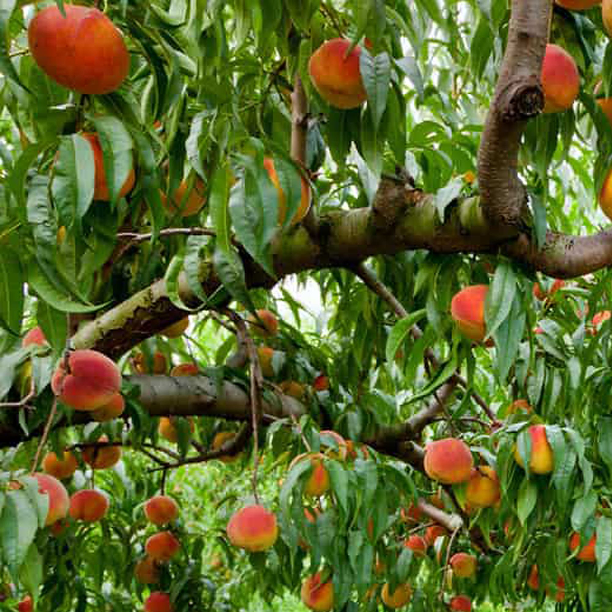 Pom fructifer piersic Ruby, H >151 cm, roz