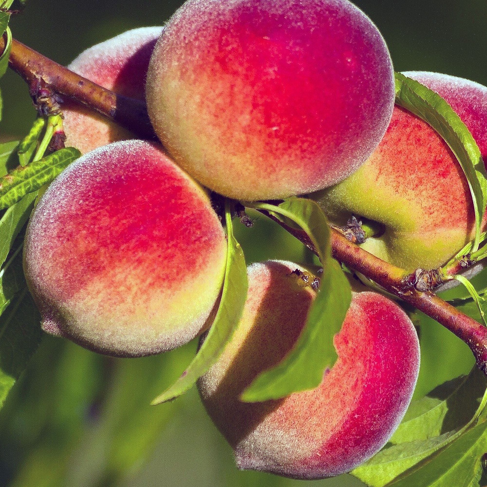 Pom fructifer piersic Spring Bell, H 121-150 cm, rosu