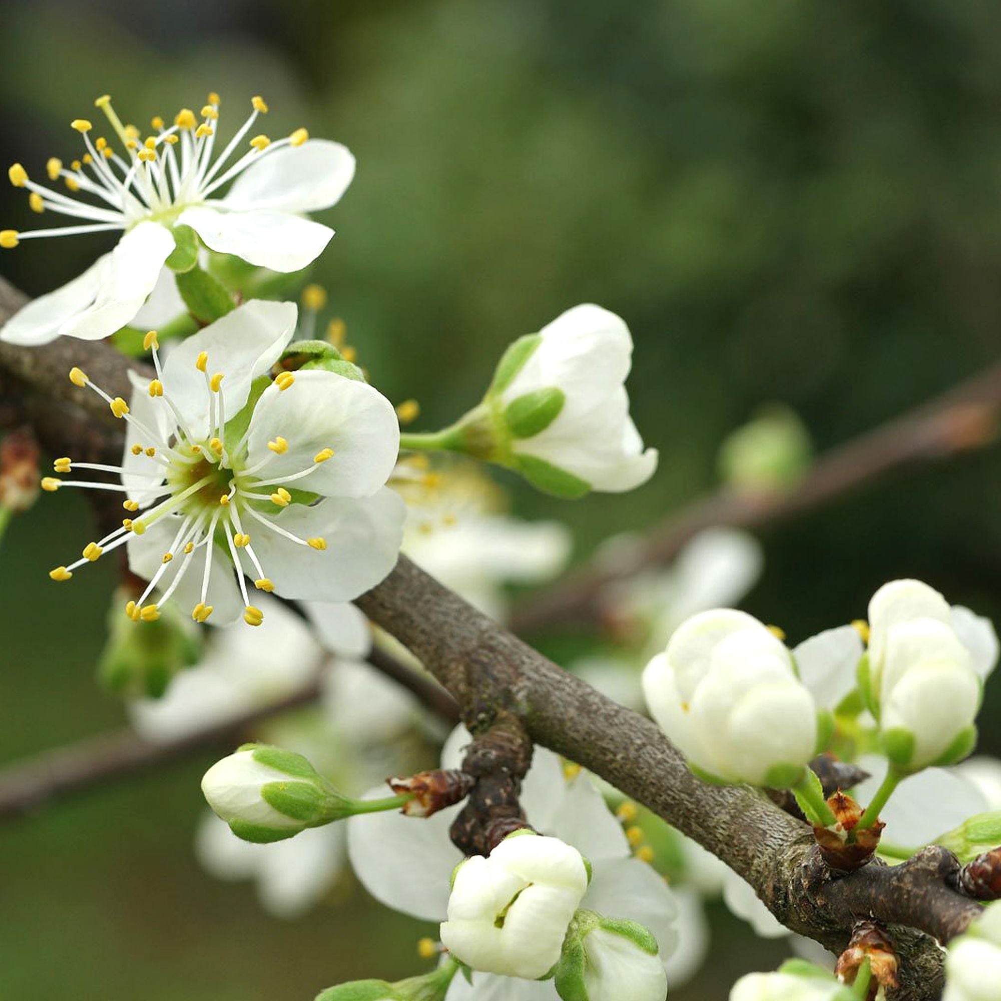 Pom fructifer prun Black Diamond, H 121-150 cm, albastru/mov