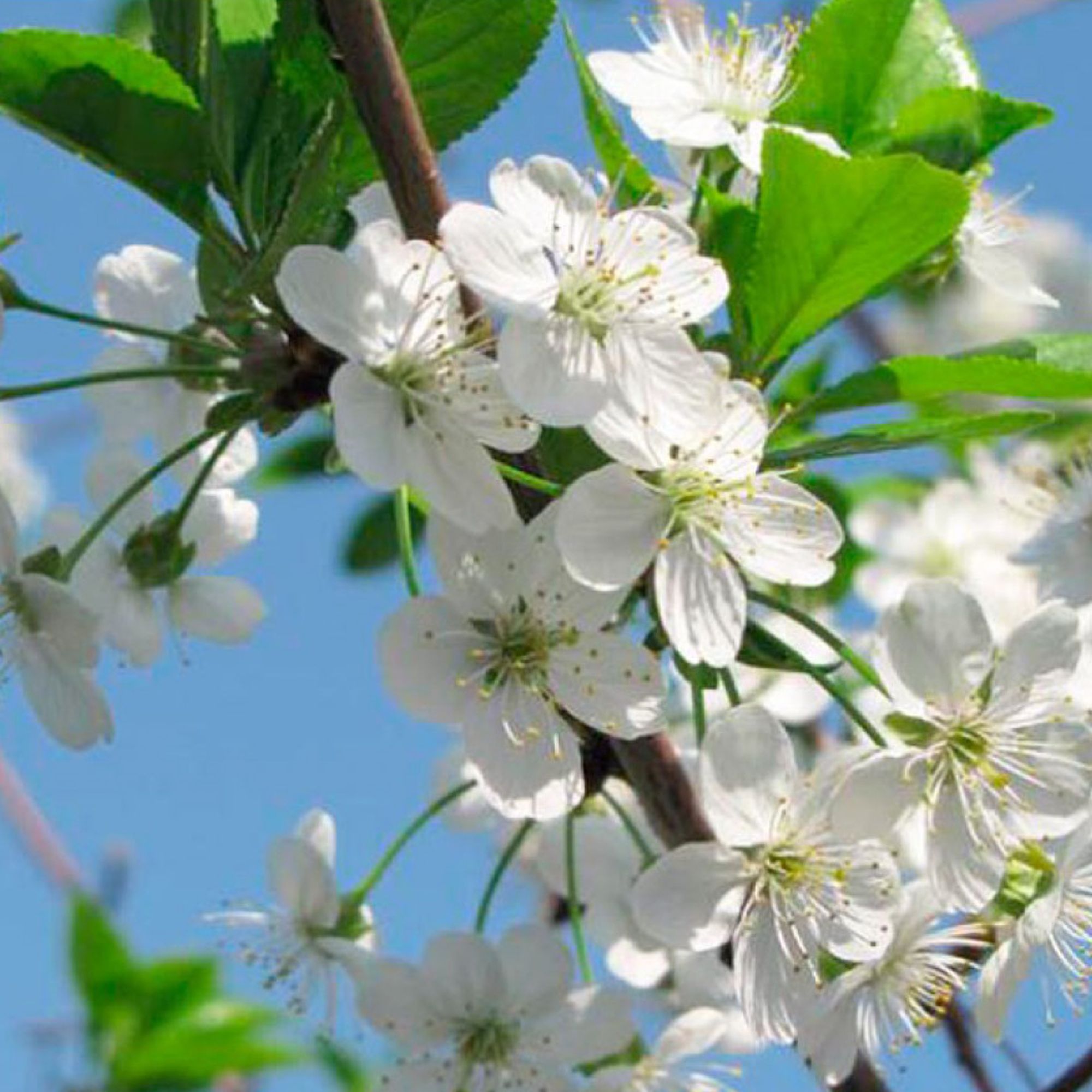 Pom fructifer visin Cloud, H 121-150 cm, rosu