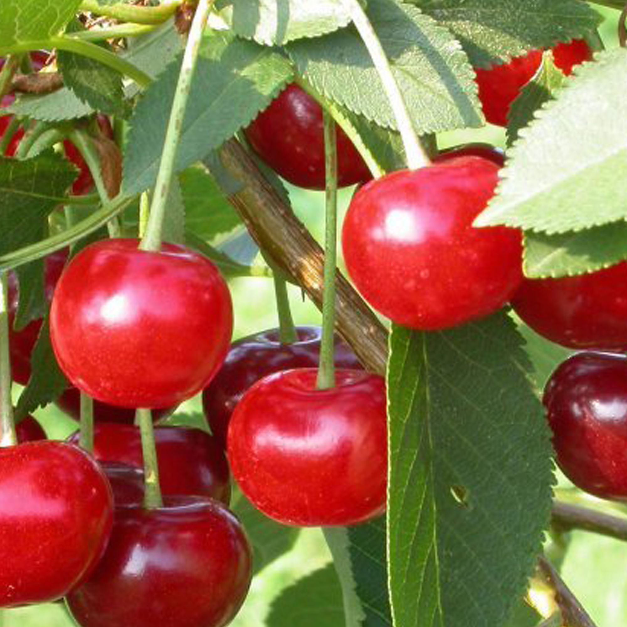 Pom fructifer visin M15, H 121-150 cm, rosu