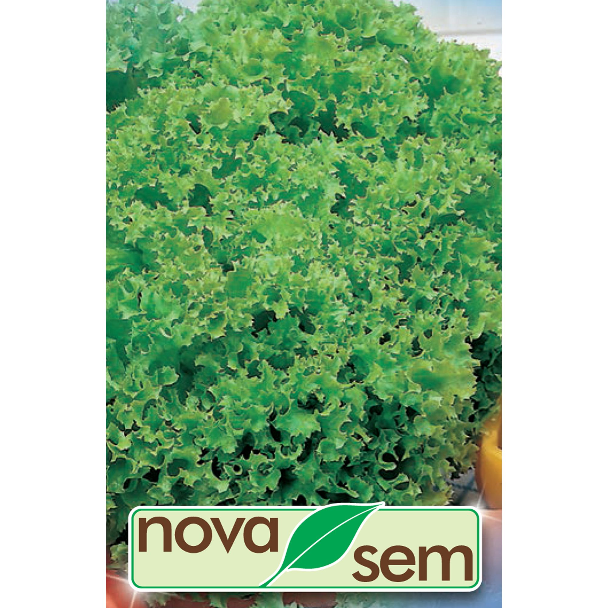 Seminte legume, salata Lollo bionda, Novasem