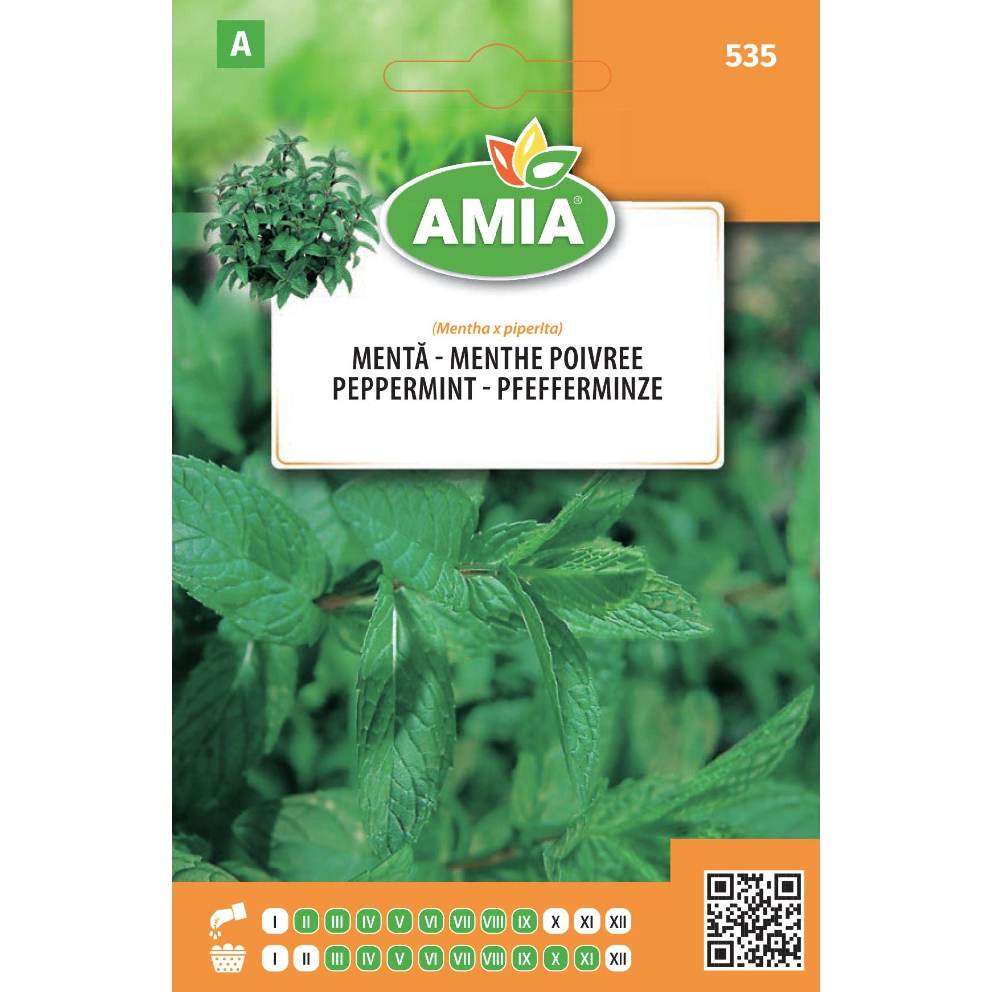 Seminte plante aromatice, menta, Amia