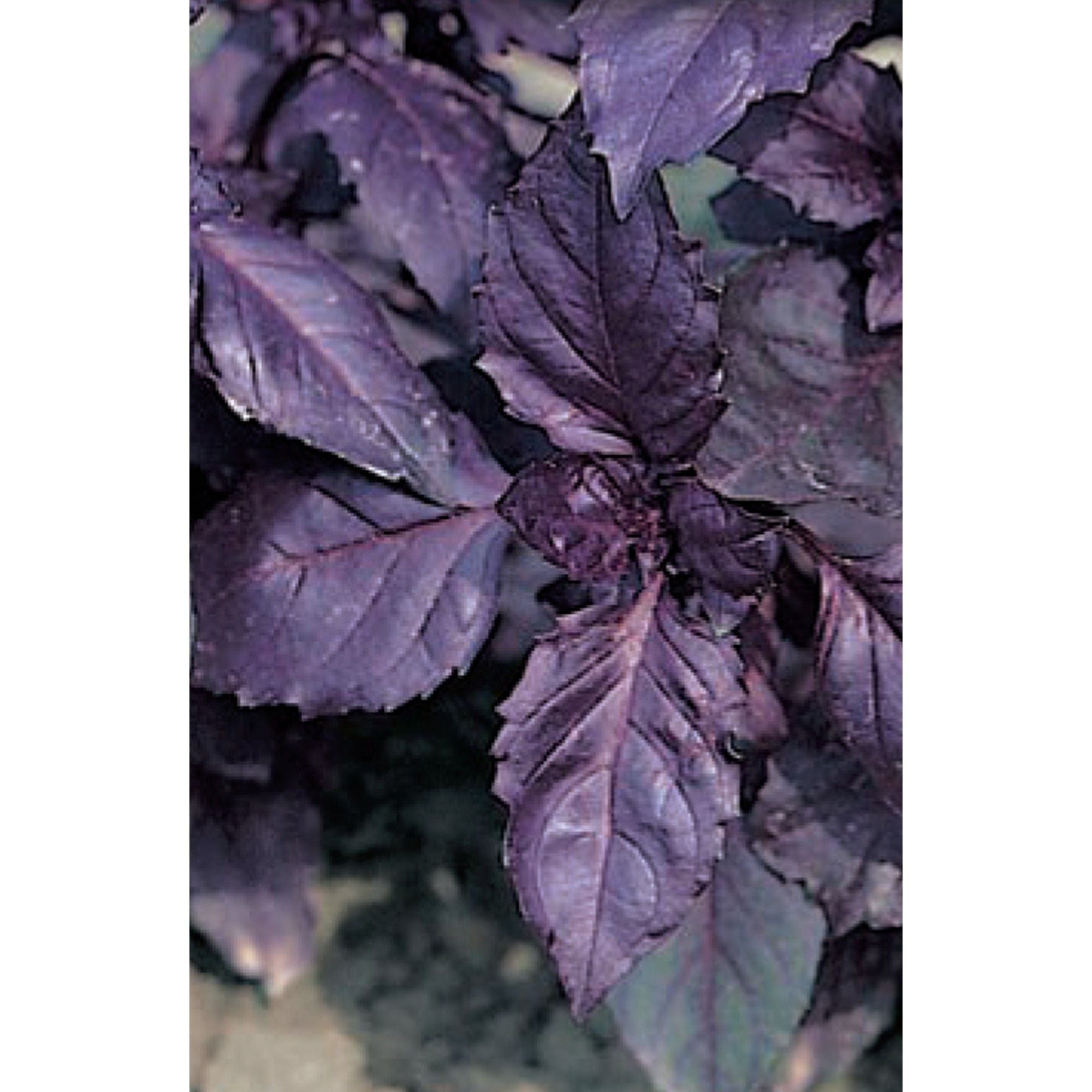 Seminte plante aromatice, busuioc rosu, Amia