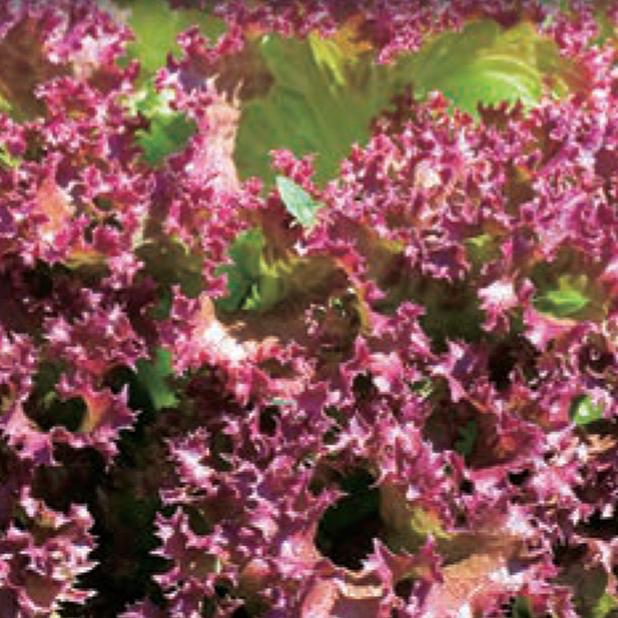 Seminte legume, salata Lollo Rossa, Amia