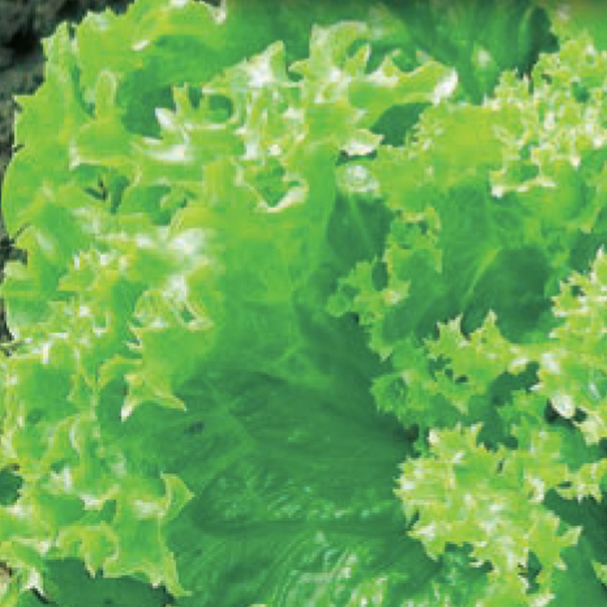 Seminte legume, salata Lollo Bionda, Amia