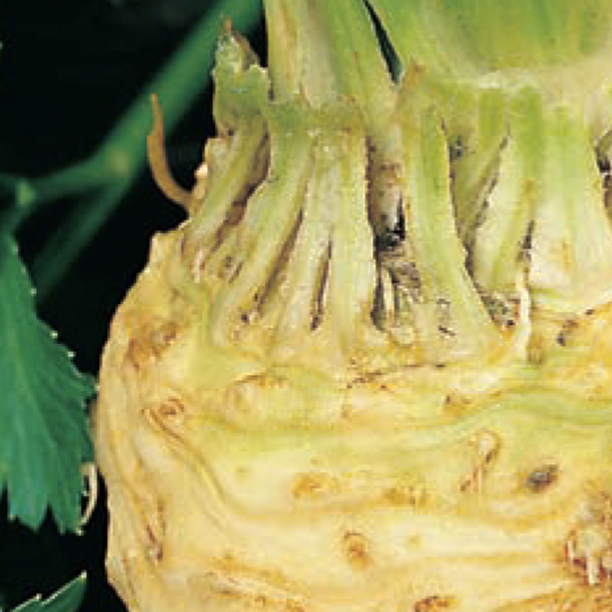 Seminte legume, telina radacina Giant Prague, Amia