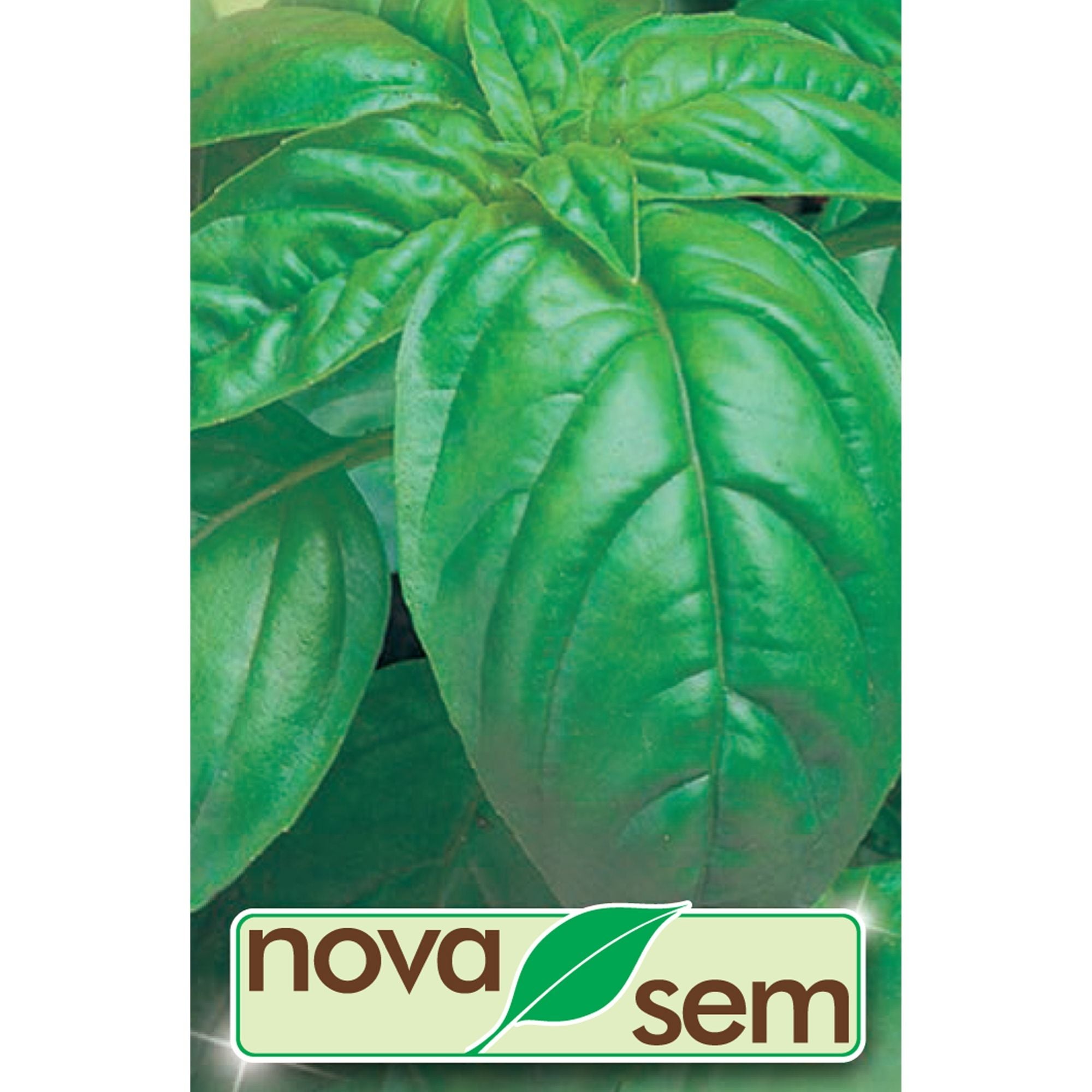 Seminte plante aromatice, busuioc Grand Vert, Novasem