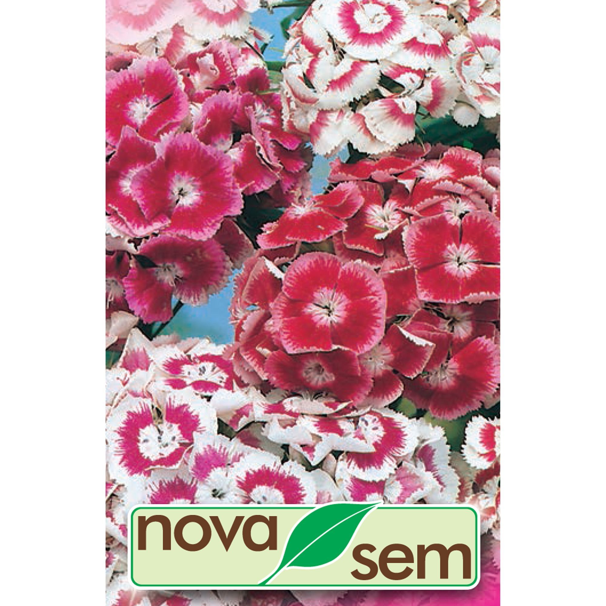 Seminte flori de primavara, Garofite de gradina, amestec culori, Novasem