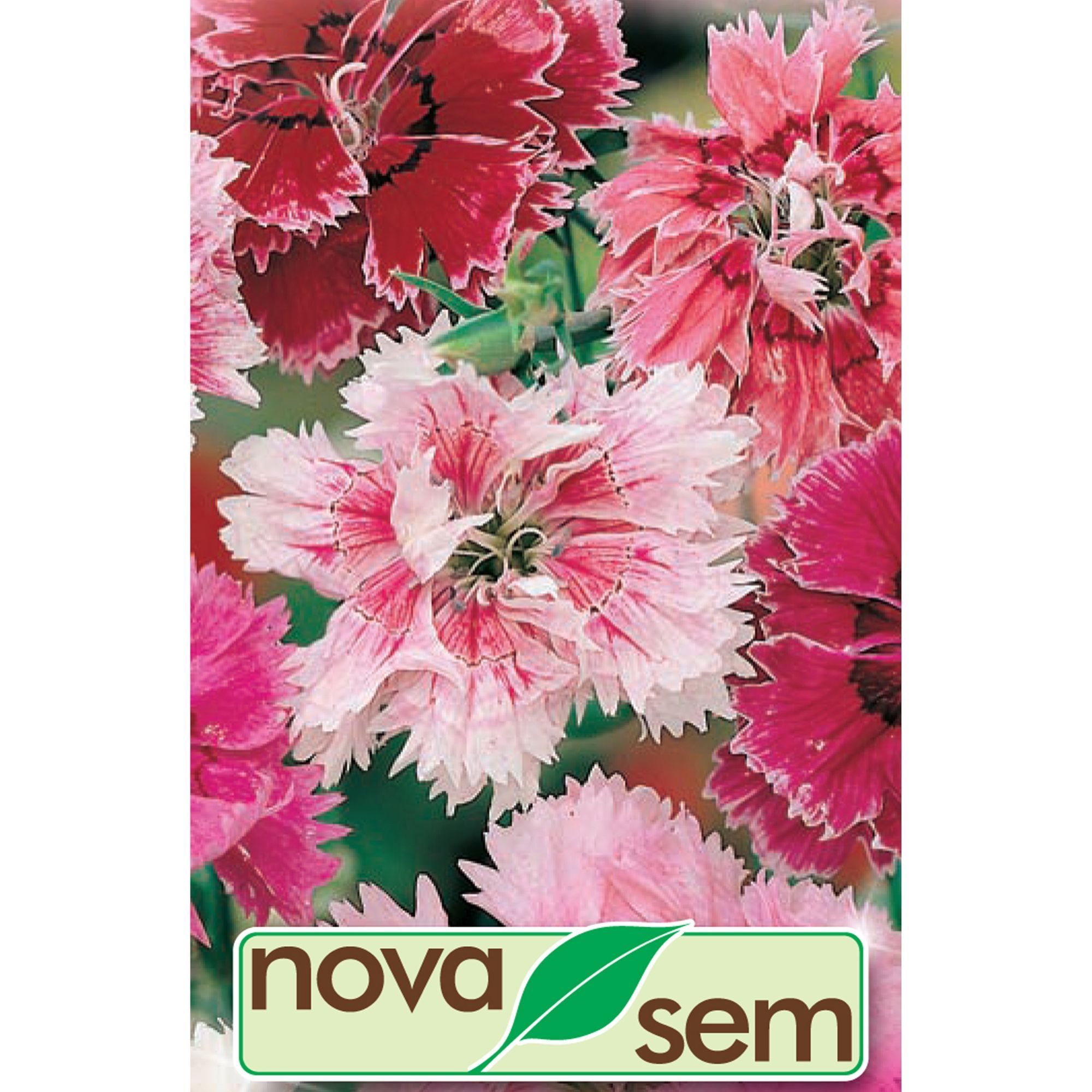 Seminte flori de primavara, Garoafa chinezeasca dubla, amestec culori ...