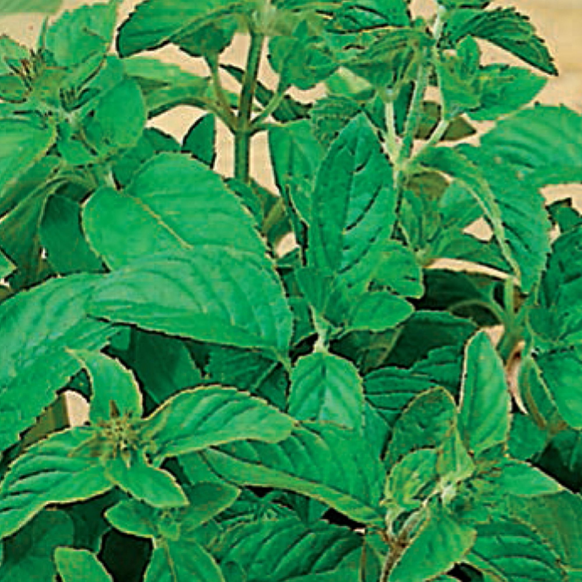 Seminte plante aromatice, menta, Novasem