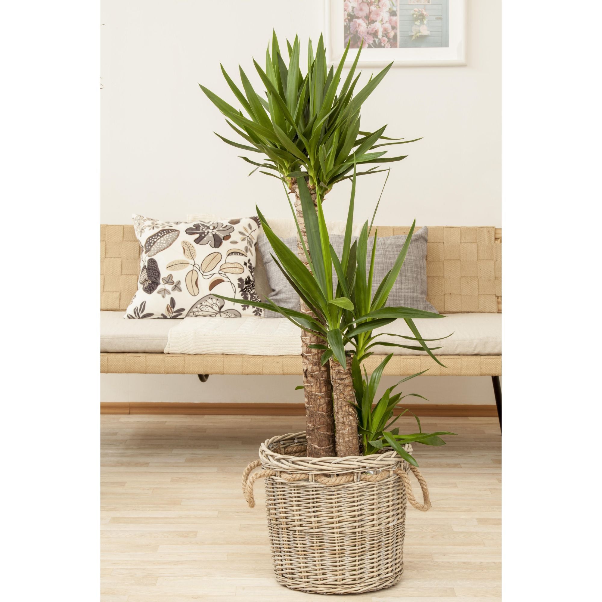 Planta verde Yucca, H 60 cm, Ø ghiveci 21 cm