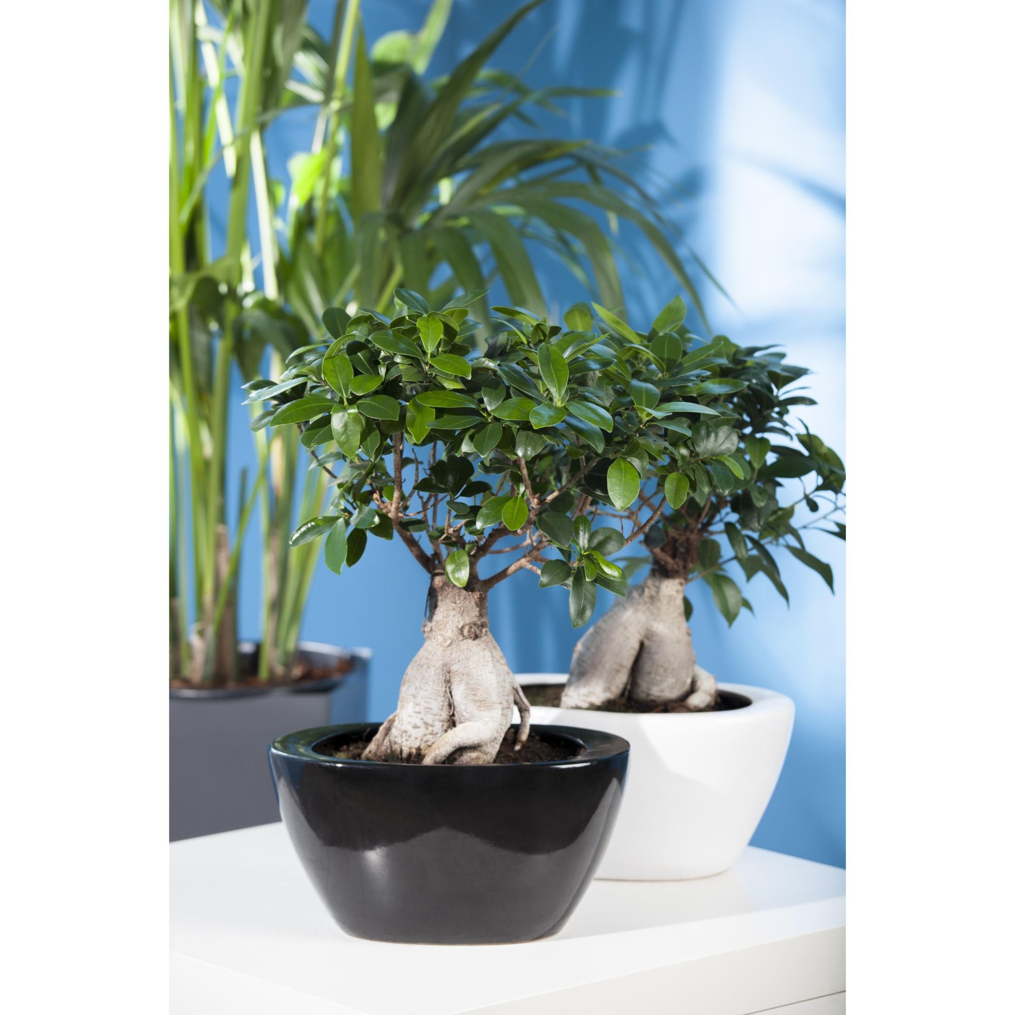 Planta verde Ficus Microcarpa Ginseng, H 31 - 45 cm, Ø ghiveci 12 cm