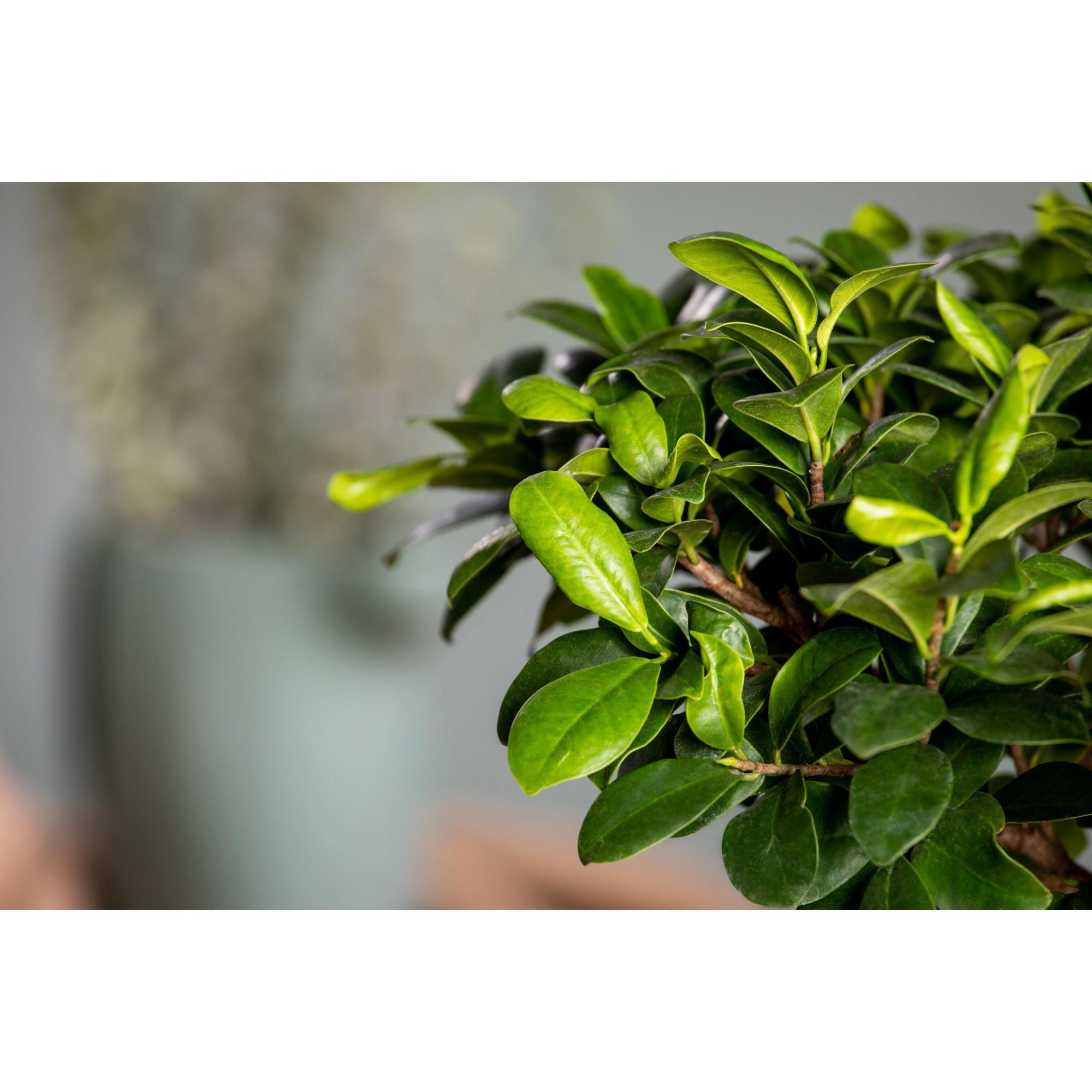 Planta verde Ficus Microcarpa Ginseng, H 31 - 45 cm, Ø ghiveci 12 cm