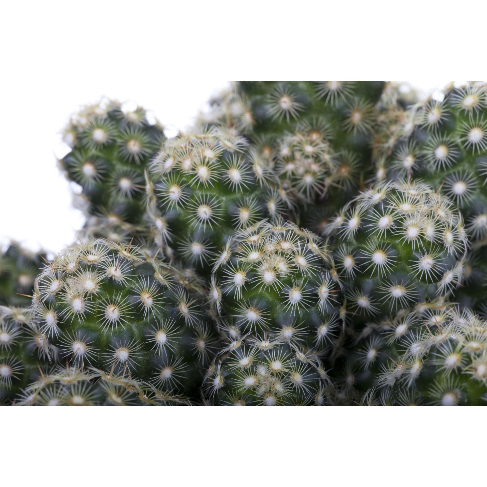 Aranjament cactus, H 16 - 30 cm, Ø ghiveci 17 cm, diverse modele