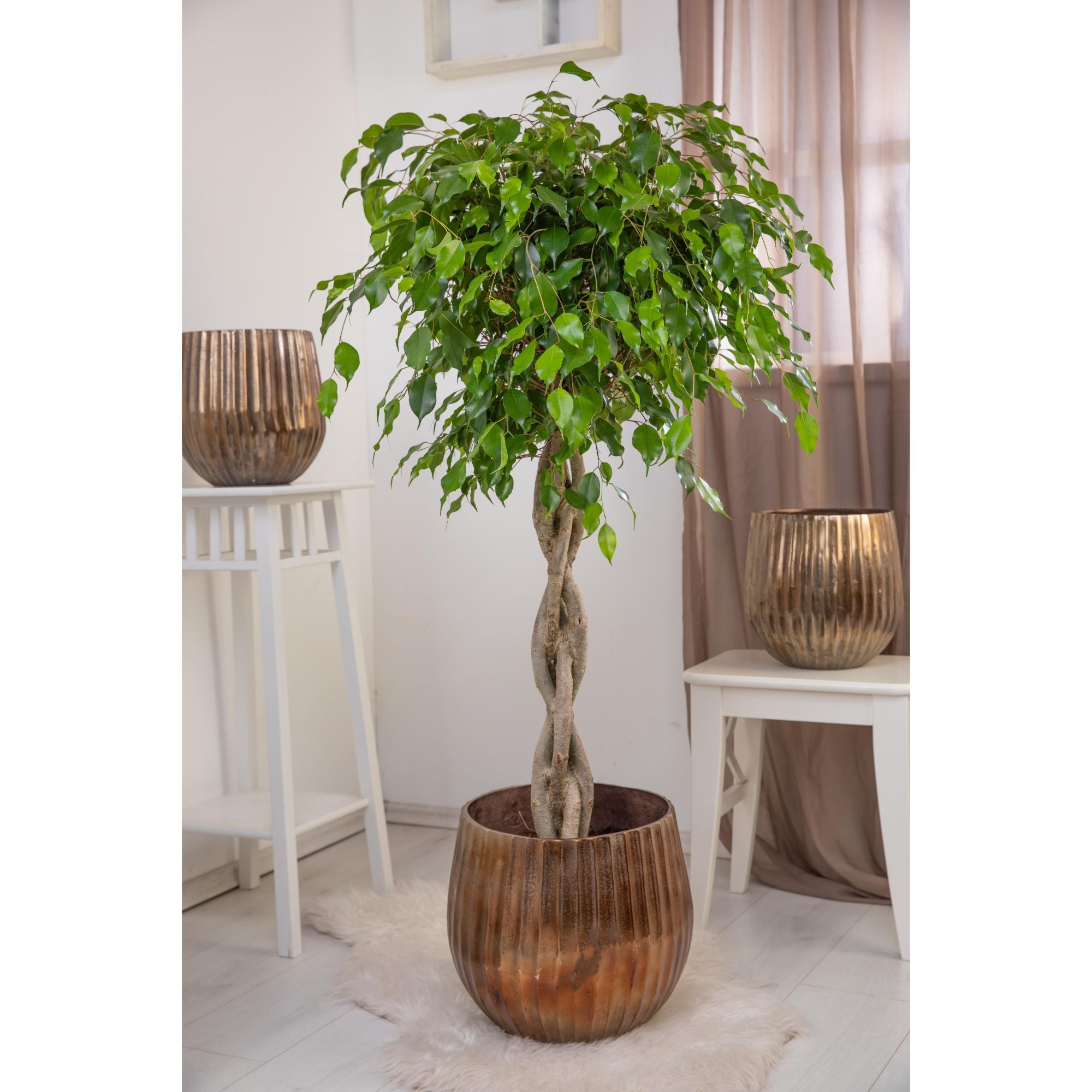 Planta verde Ficus Benjamina Exotica, inaltime > 61 cm, Ø ghiveci 27 cm