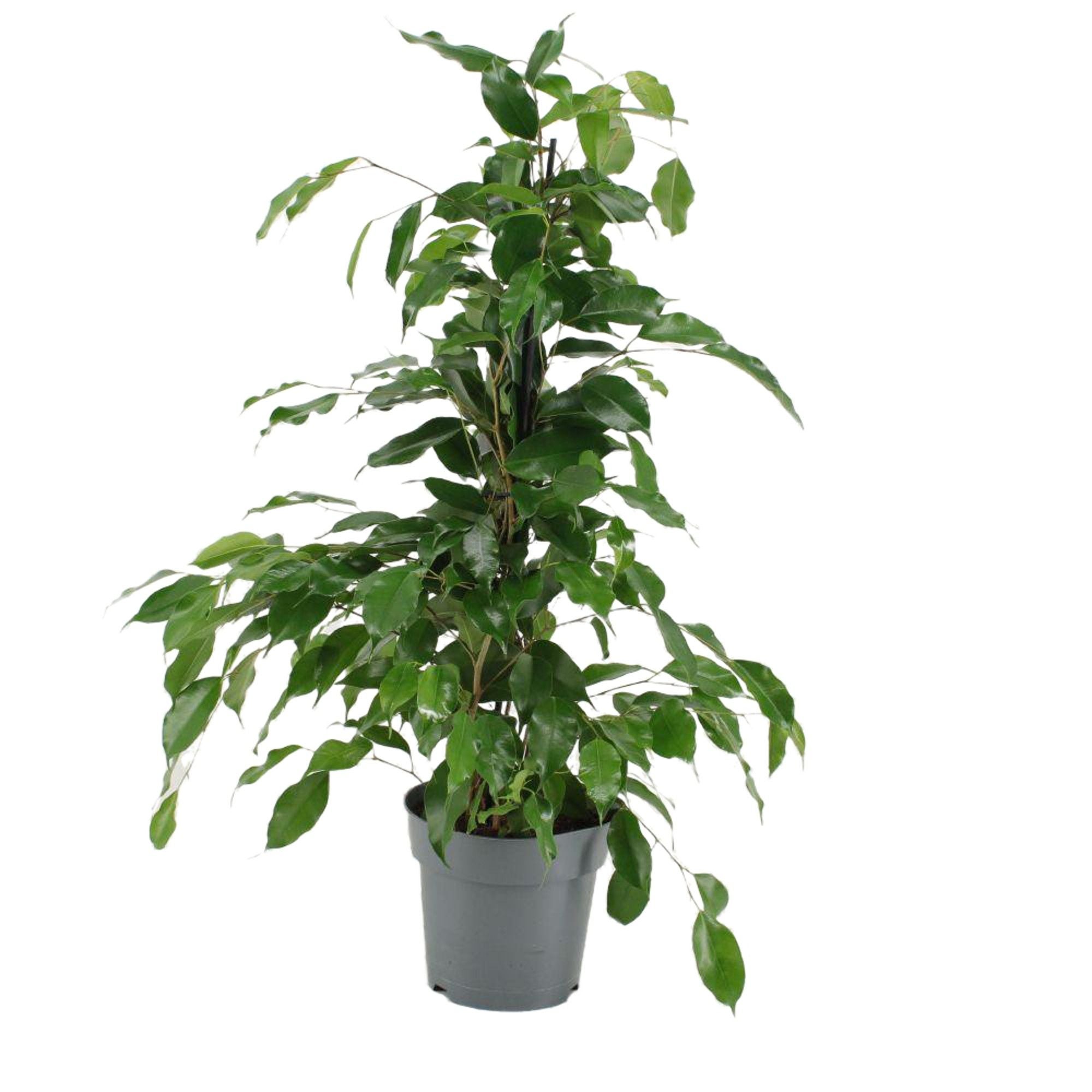 Planta verde Ficus Benjamina Exotica, inaltime > 61 cm, Ø ghiveci 17 cm