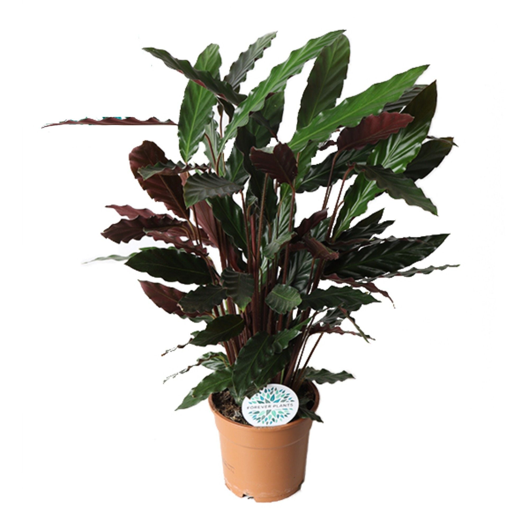 Planta verde, Calathea, H 46 - 60 cm, Ø ghiveci 17 cm