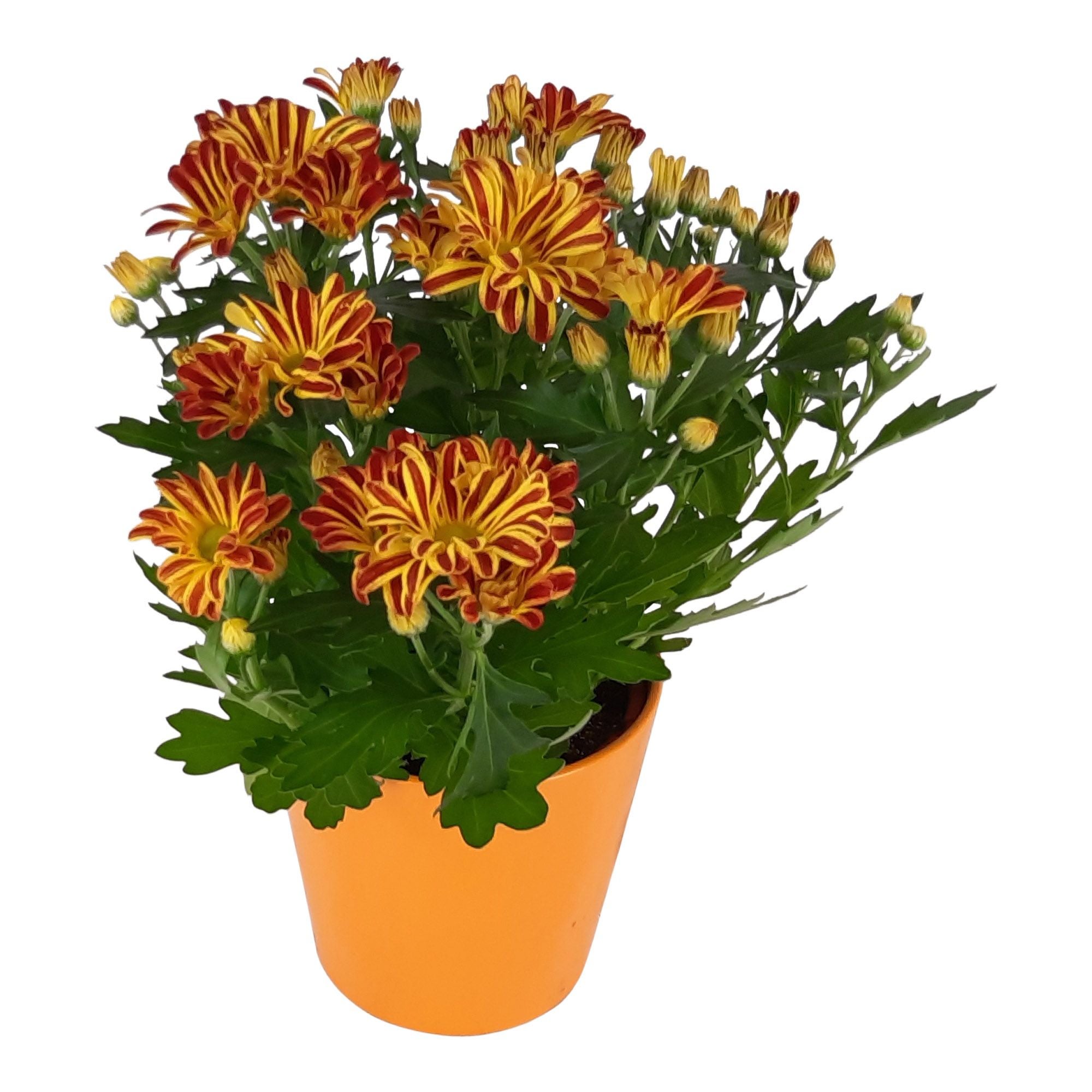 Planta de exterior cu flori, Crizantema Margarita bicolor, H 25 cm, Ø ...