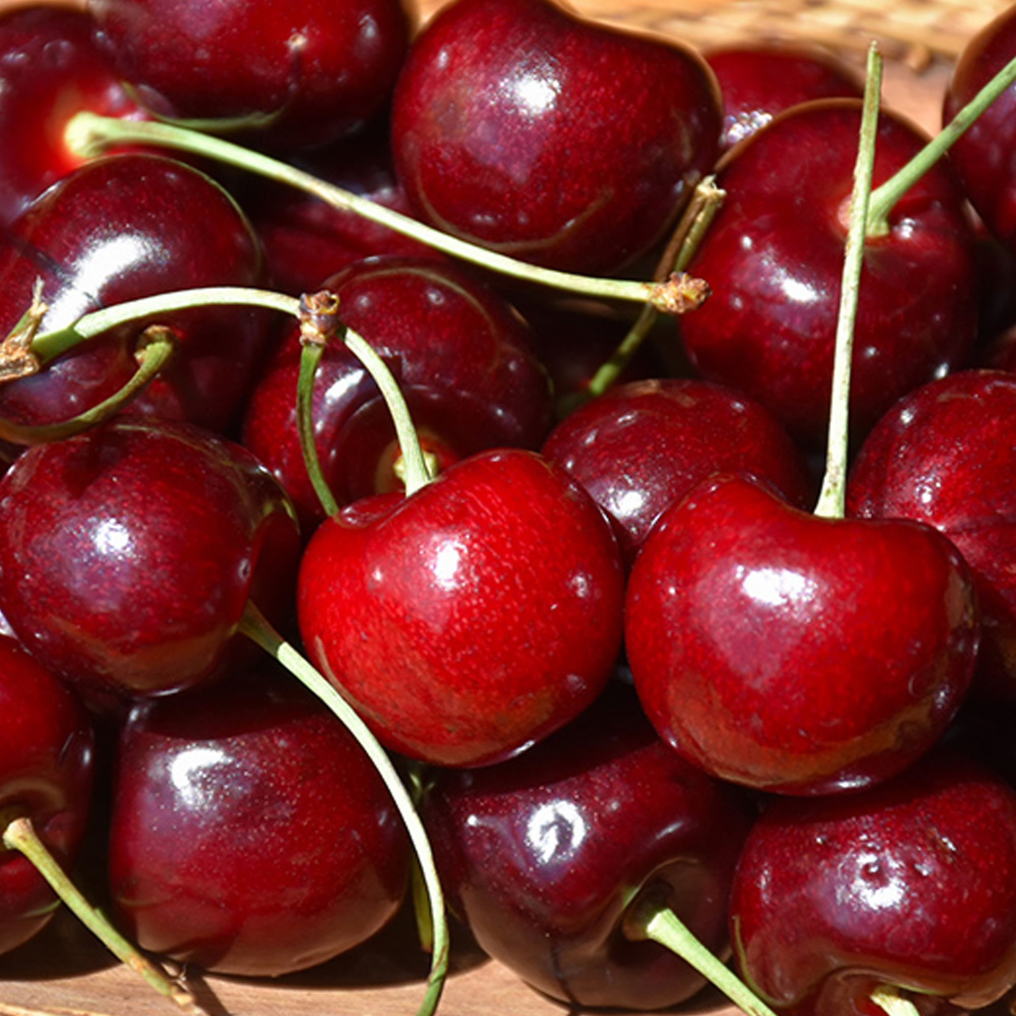 Pom fructifer cires Van, H > 151 cm, rosu